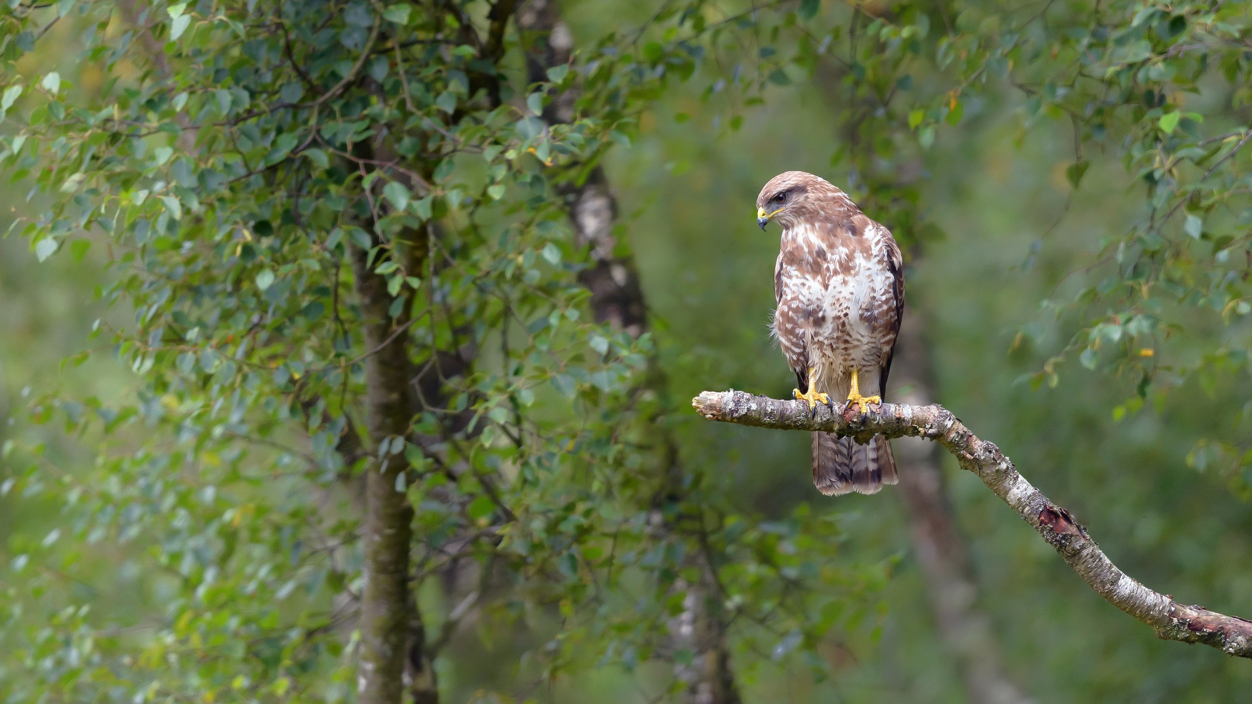 Majestic Hawk Perched in Lush Forest | HD Animal Wallpaper