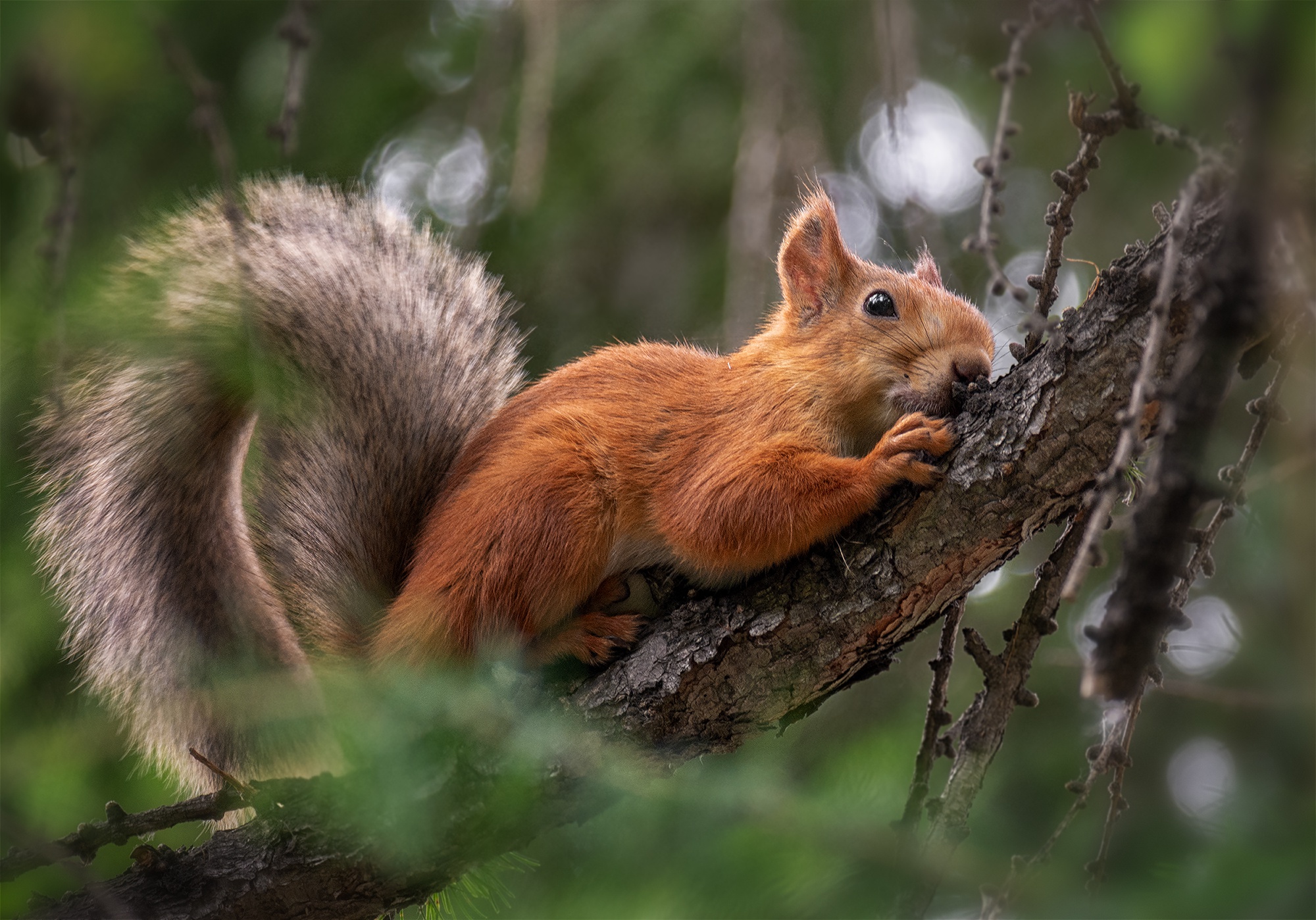 Download Rodent Animal Squirrel HD Wallpaper