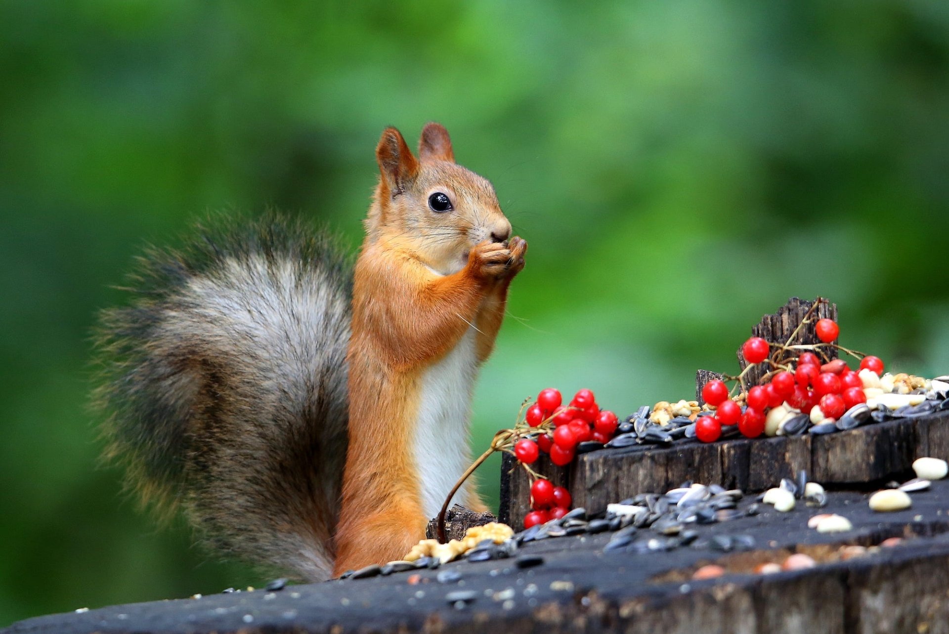 Download Rodent Animal Squirrel HD Wallpaper