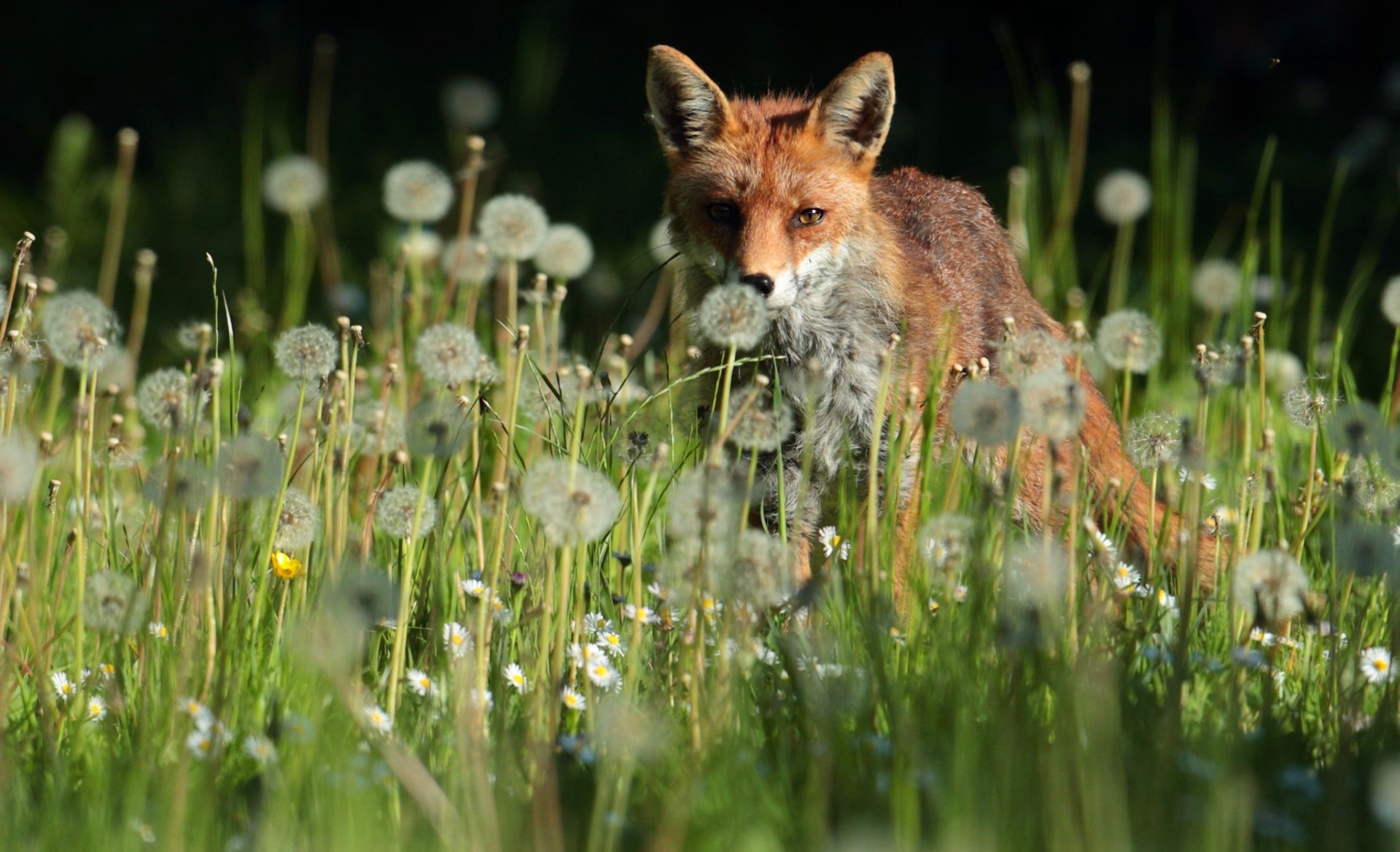 Download Animal Fox HD Wallpaper