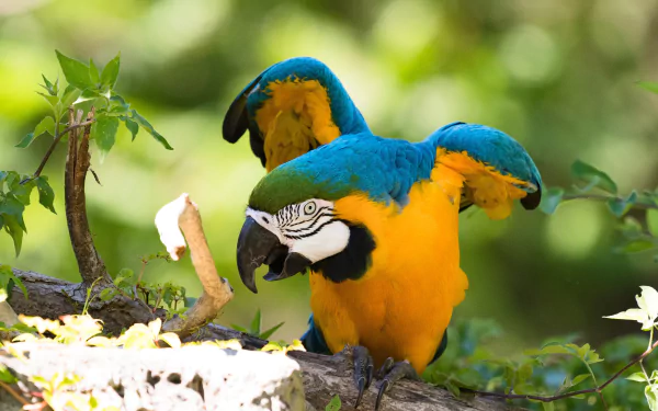 [70+] Parrot 4k Wallpapers