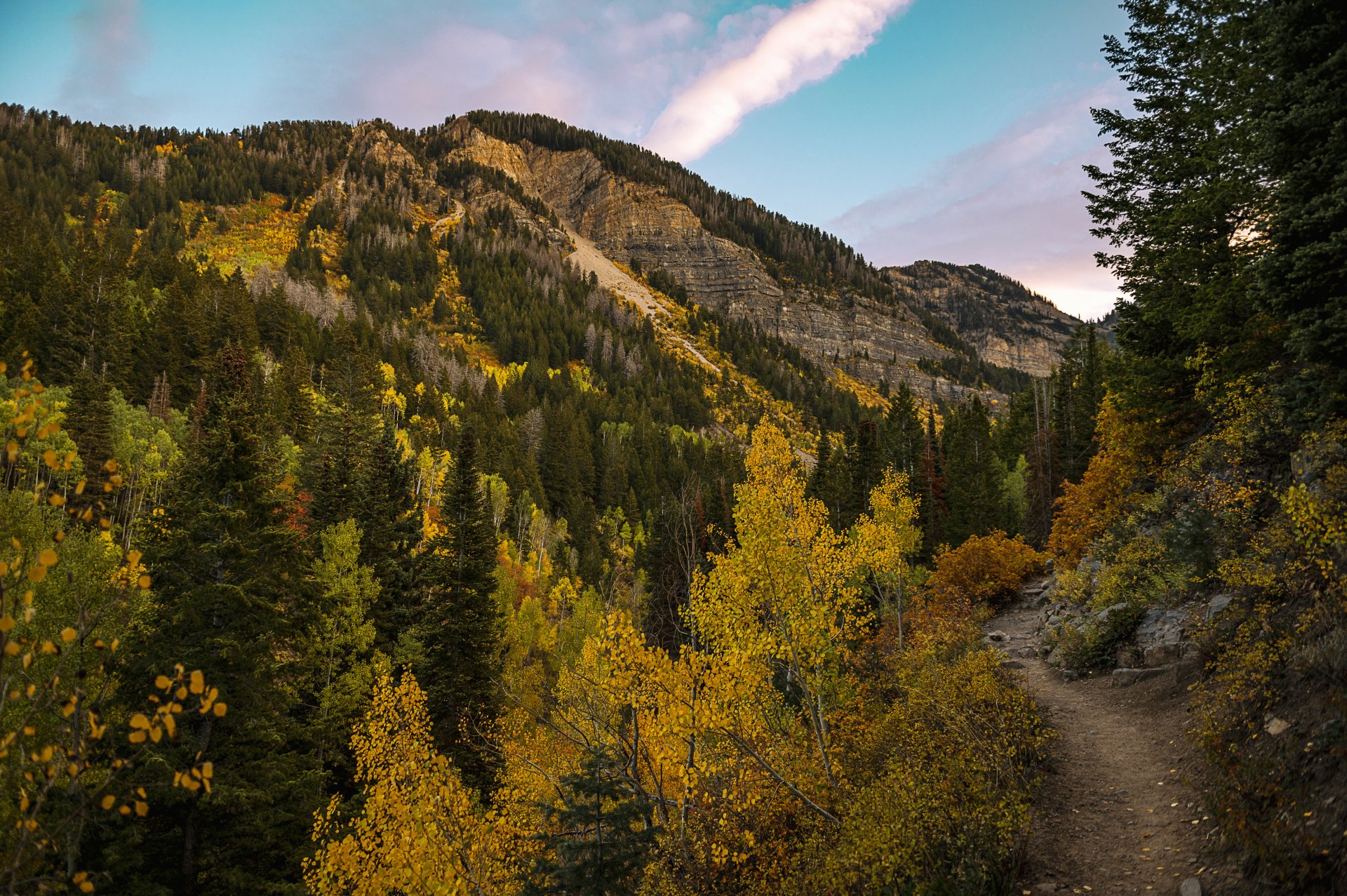 Download Timpooneke Utah Nature Forest 4k Ultra HD Wallpaper by Jason ...