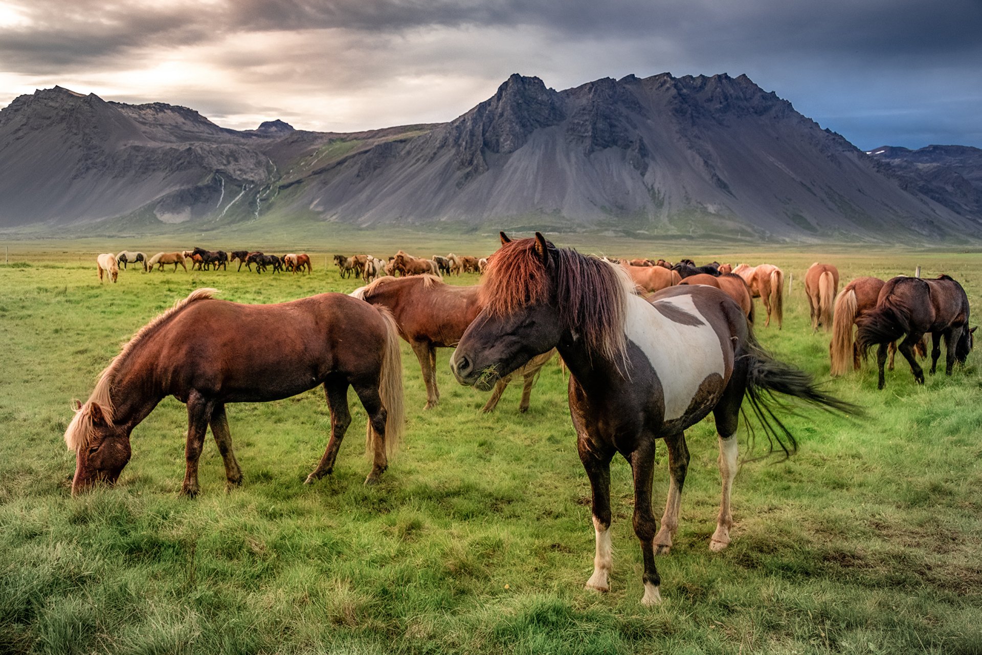 Download Iceland Animal Horse HD Wallpaper