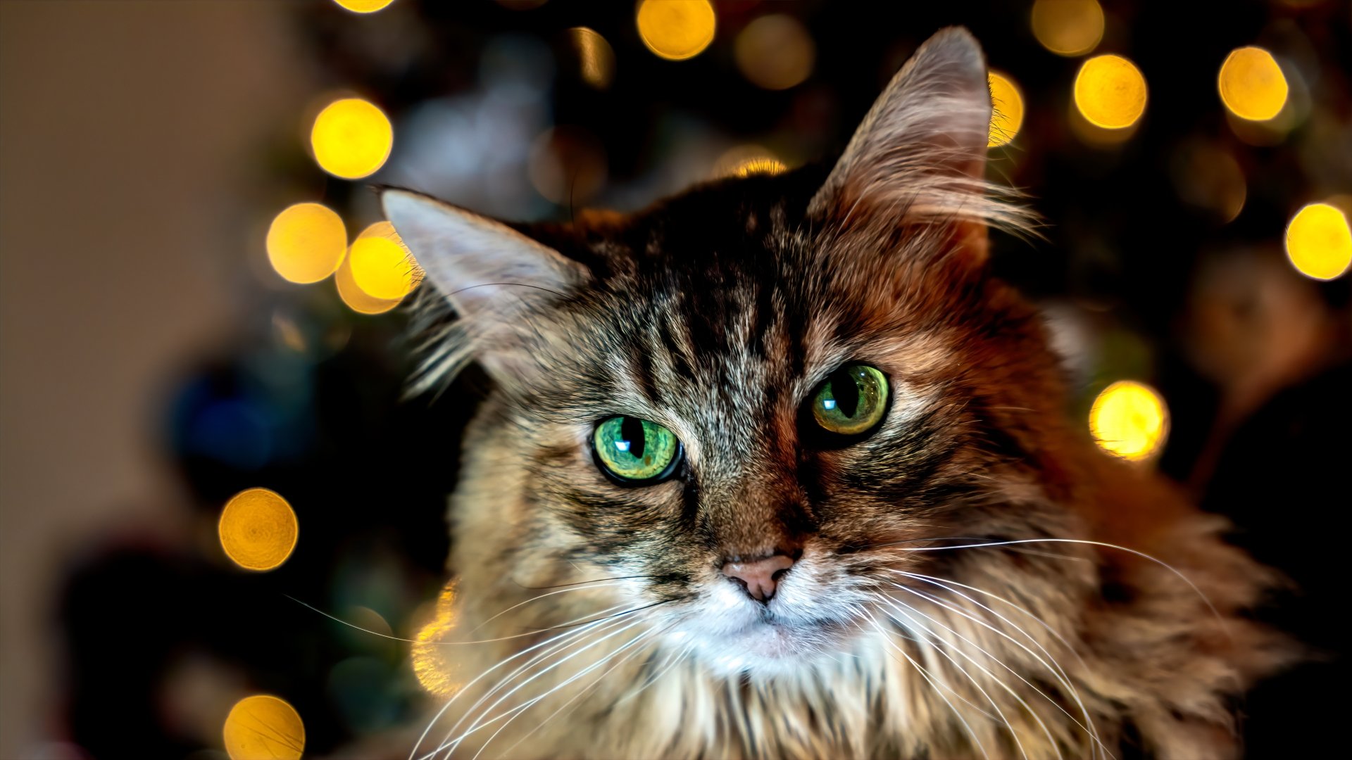 8K Ultra HD Cat Wallpaper — Emerald-Eyed Feline Majesty | 7952x4472 ...