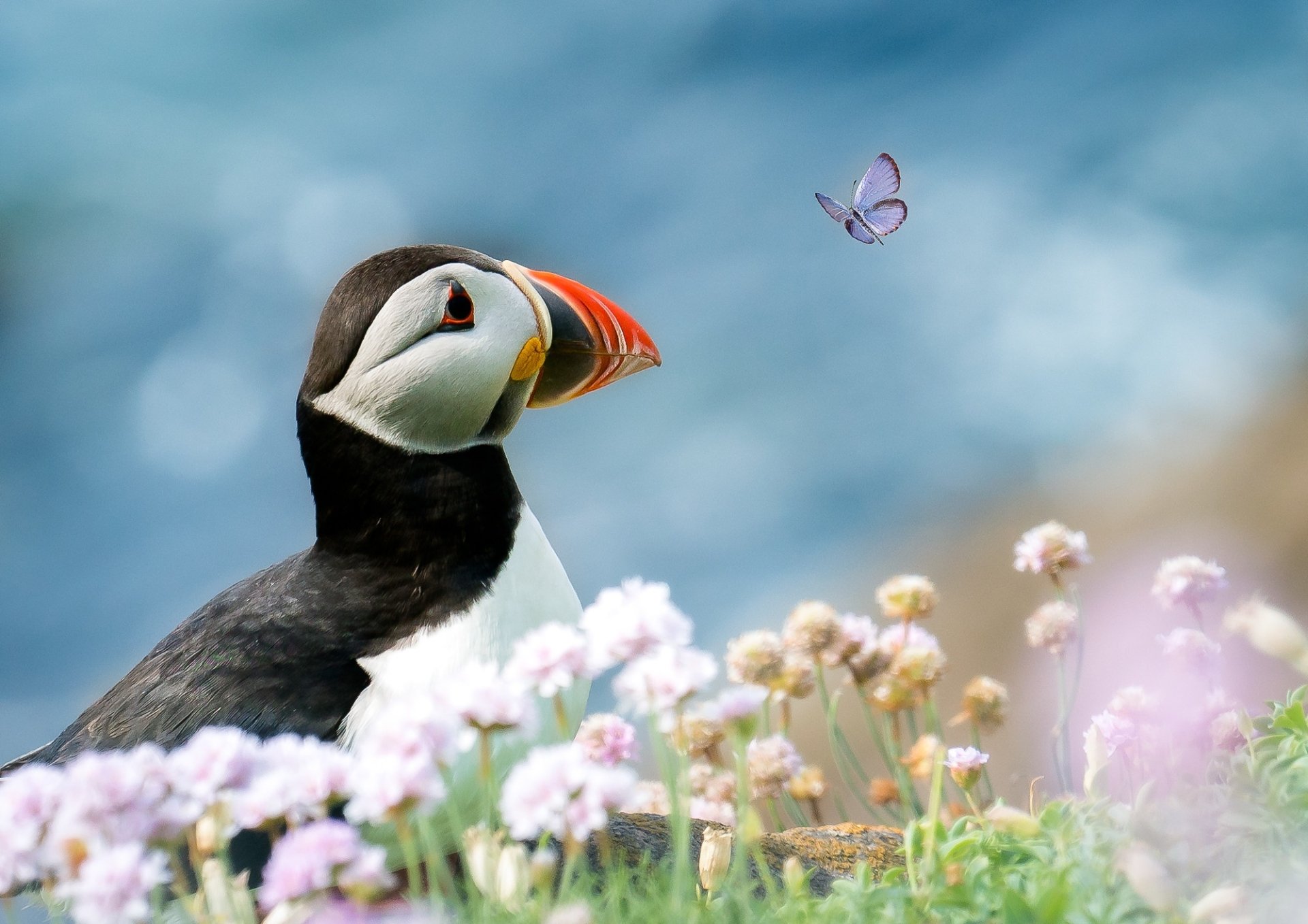 Puffin in Bloom — HD Coastal Wallpaper
