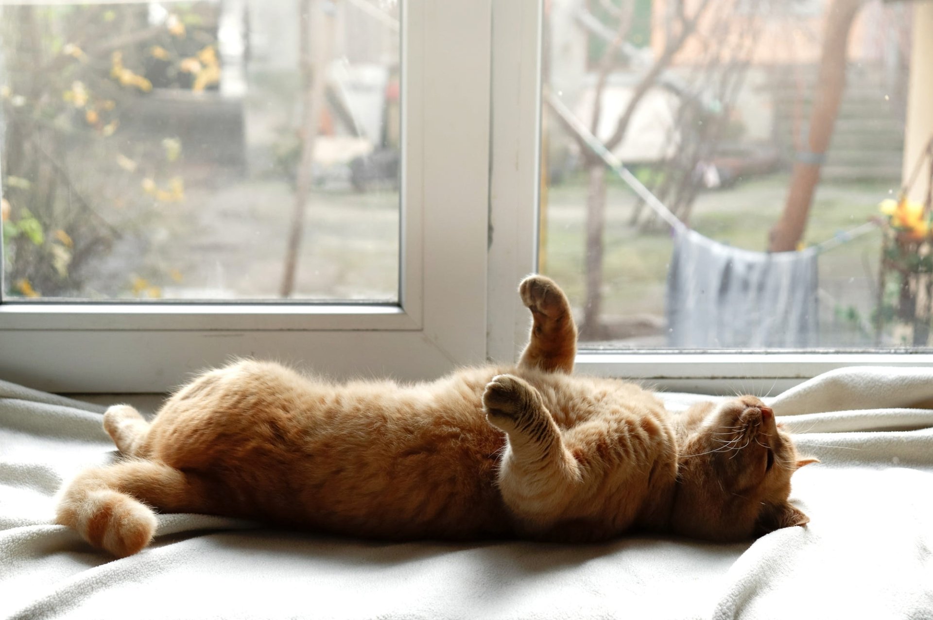 Download Sleeping Animal Cat HD Wallpaper