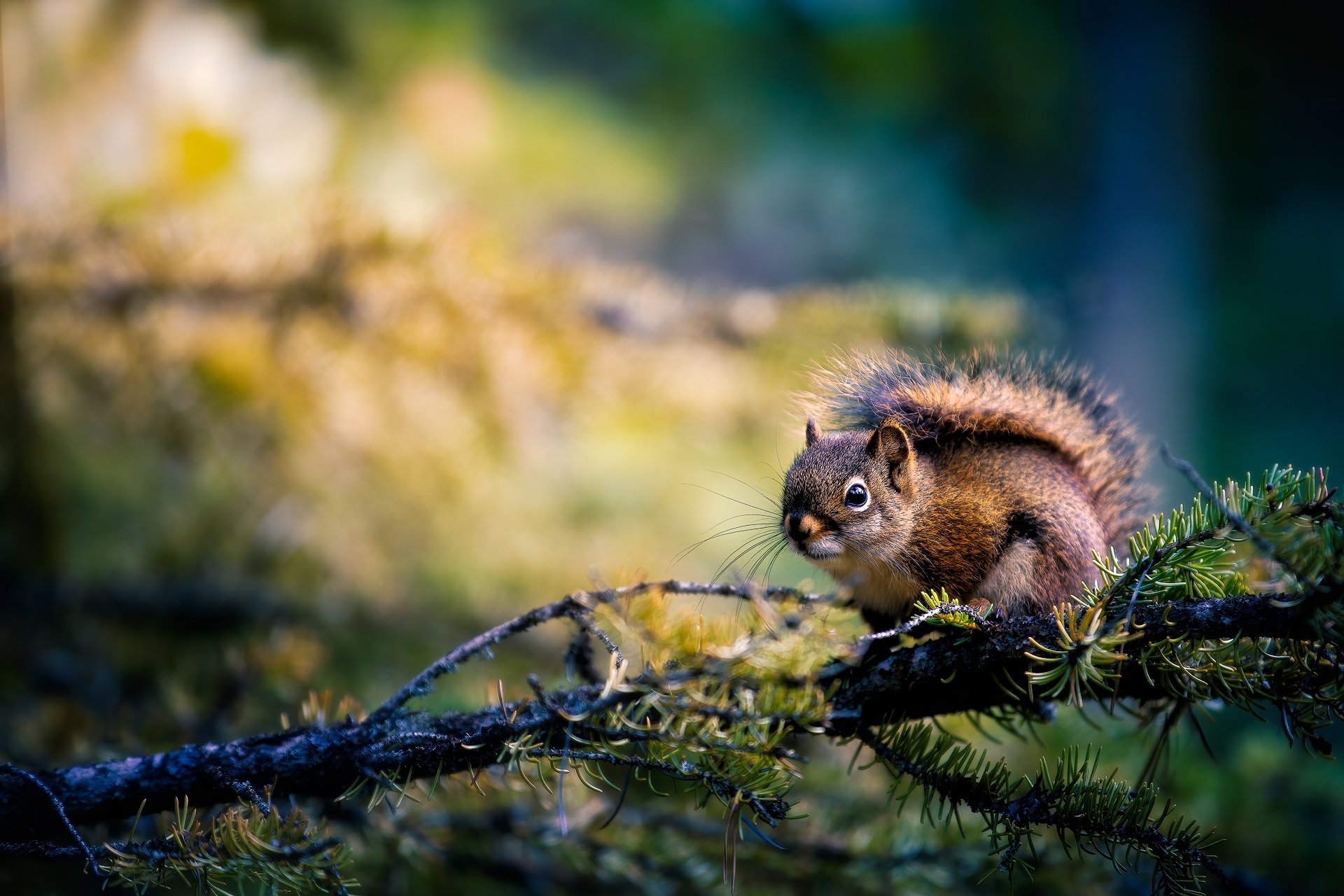 Download Rodent Animal Squirrel HD Wallpaper