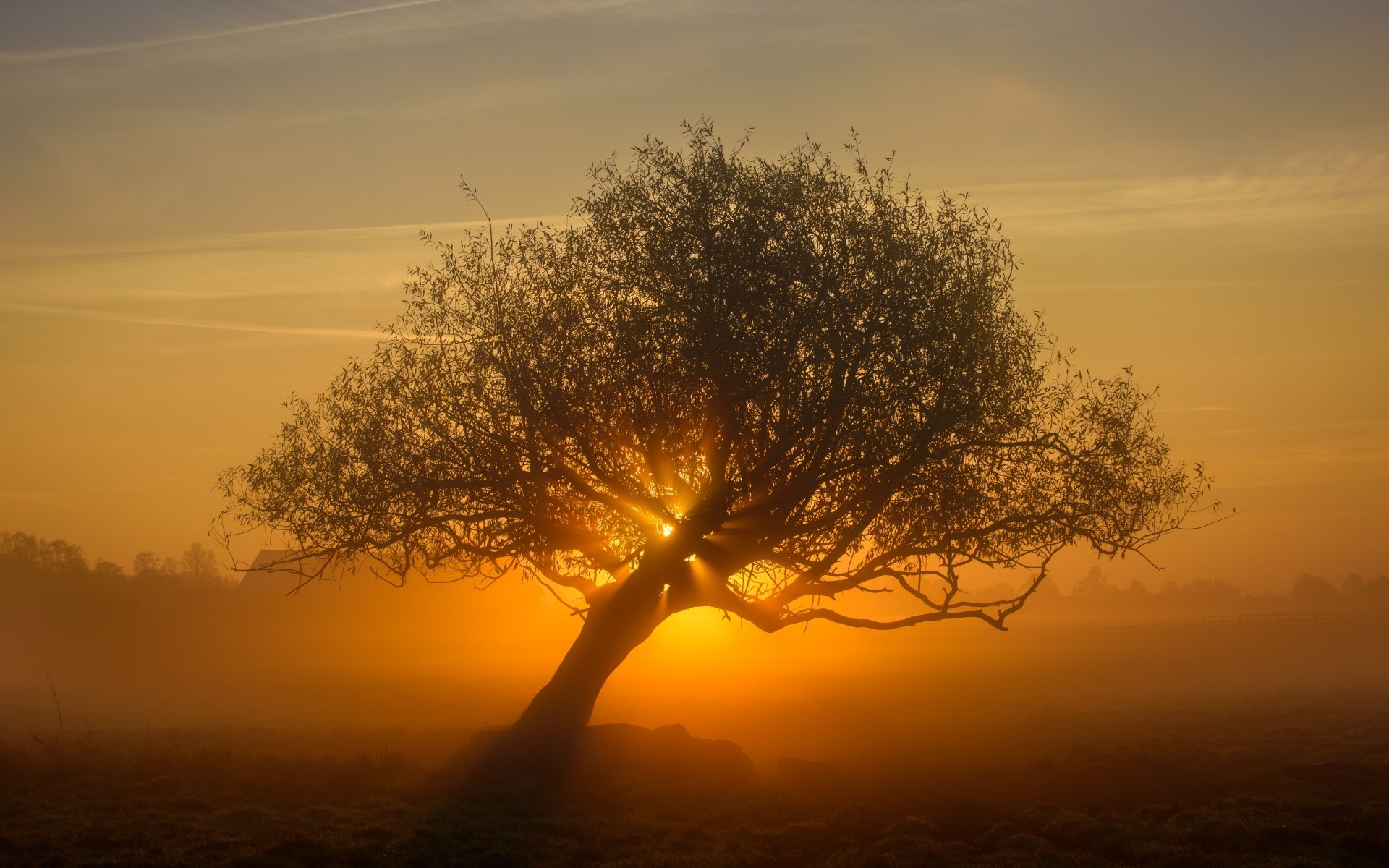 Download Sunrise Nature Tree 4k Ultra HD Wallpaper