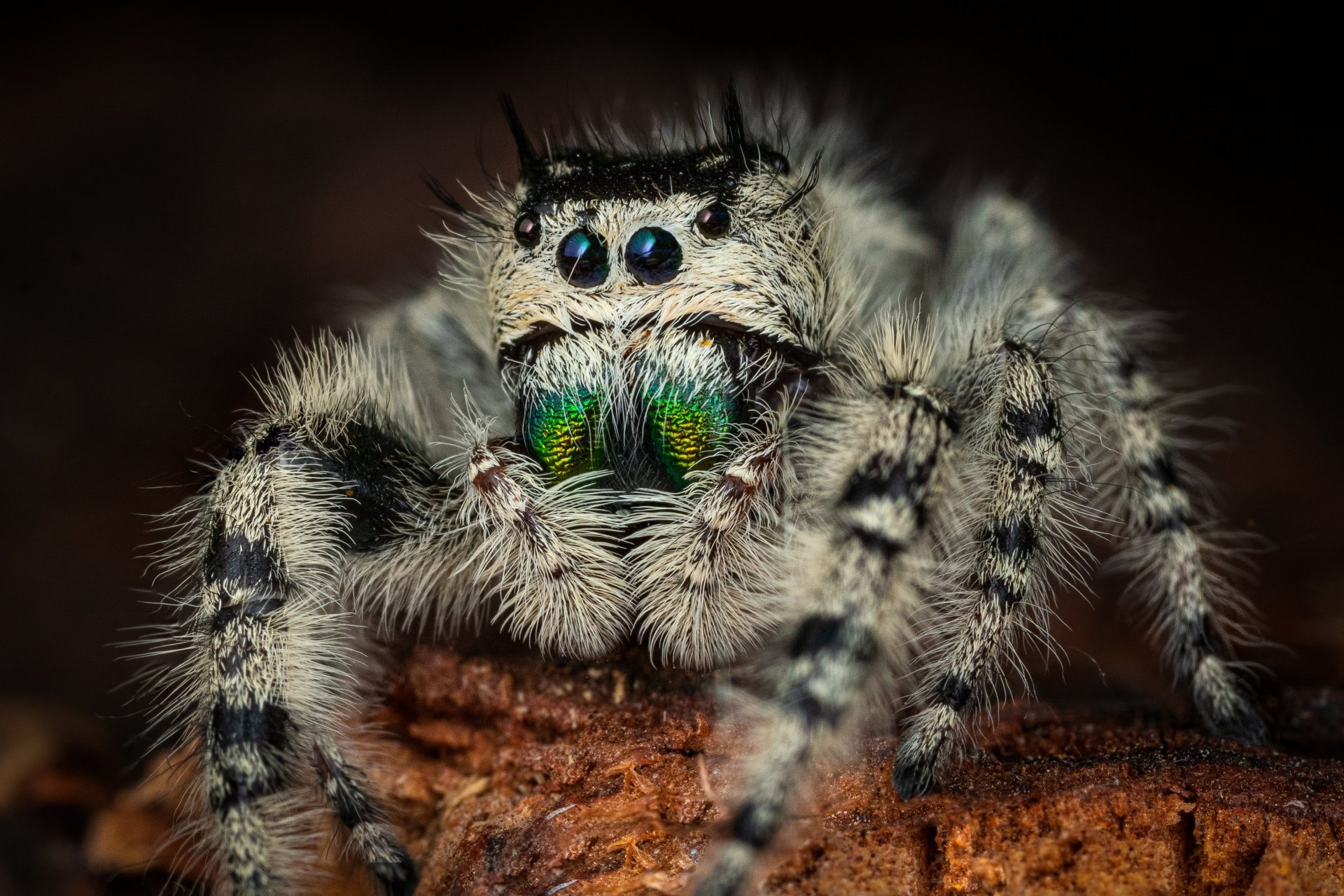Download Spider Animal Jumping Spider 4k Ultra HD Wallpaper