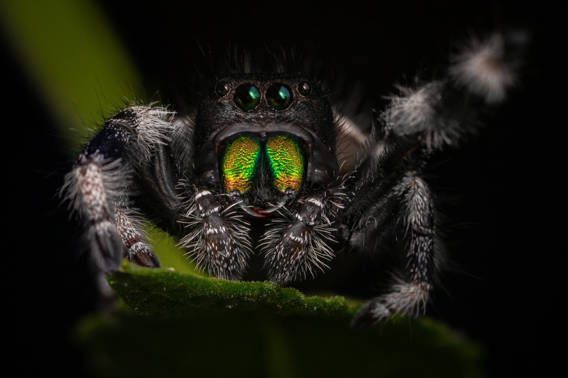 Download Macro Animal Jumping Spider 4k Ultra HD Wallpaper