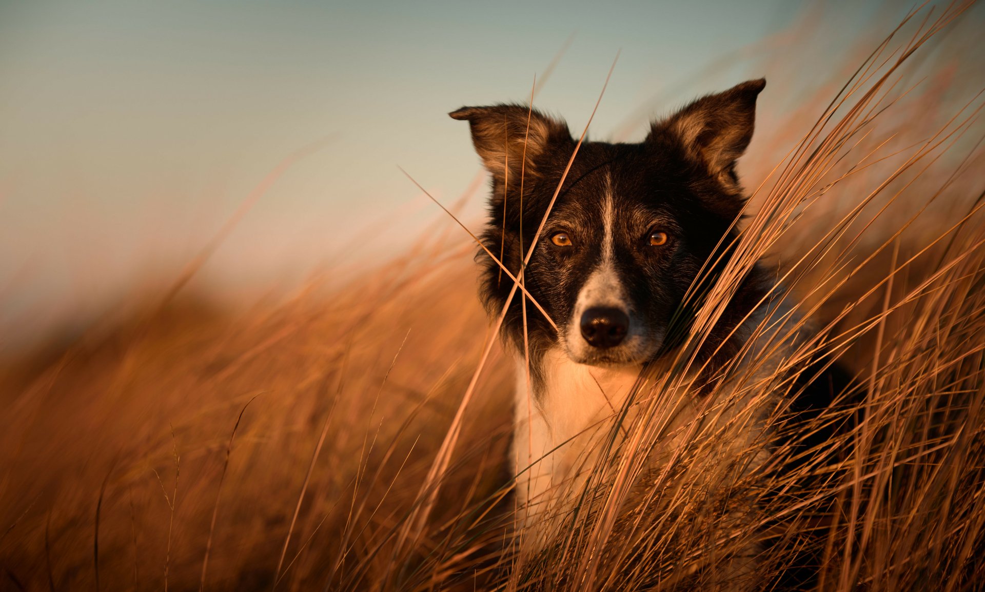Border Collie Majesty: 4K Ultra HD Animal Portrait in Nature by John Malley