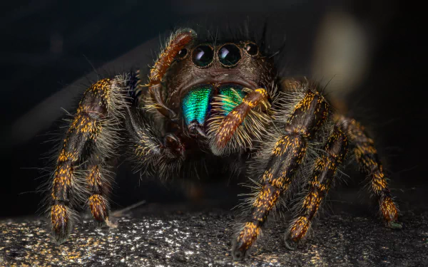 [20+] Jumping Spider 4k Wallpapers