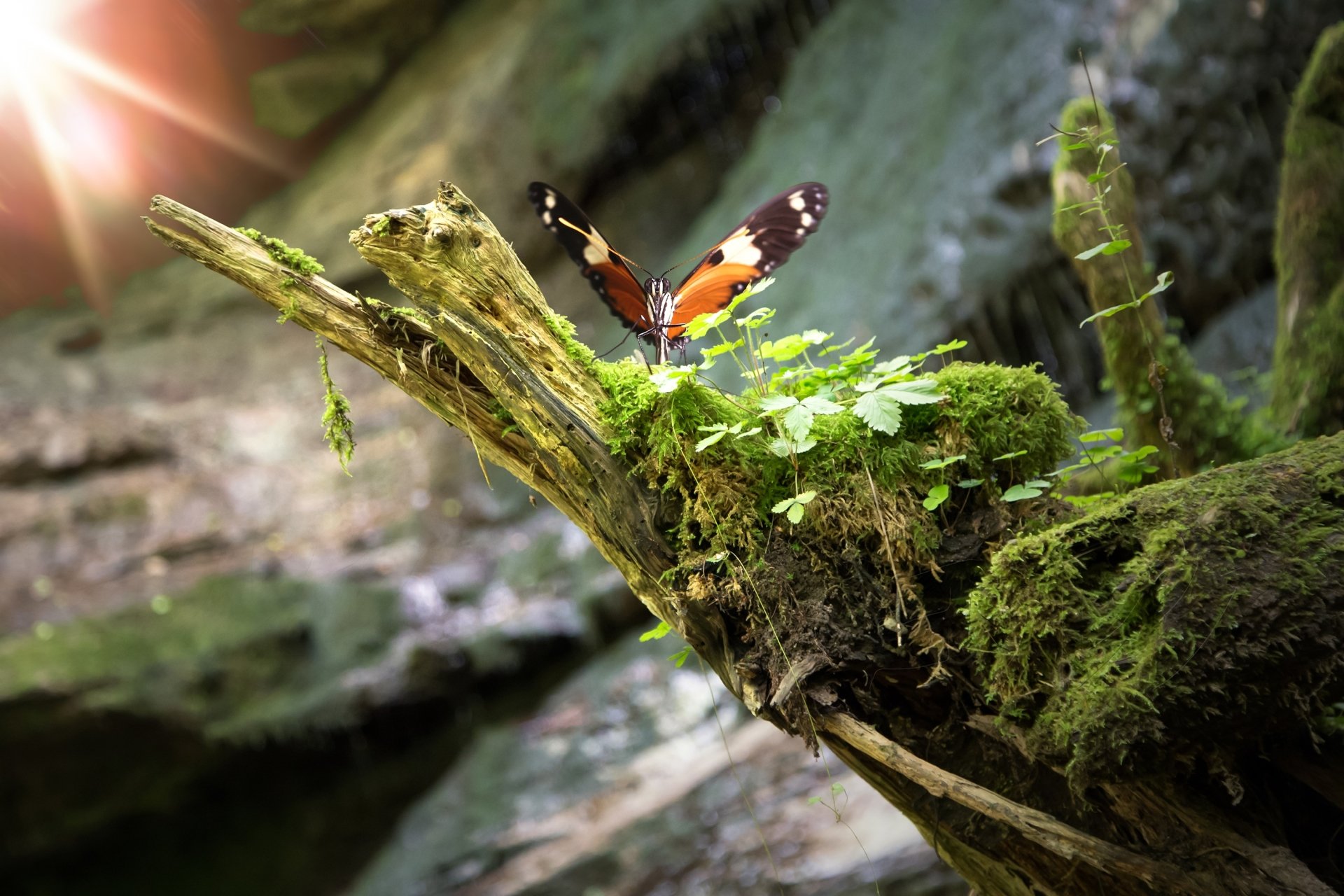 Download Insect Animal Butterfly HD Wallpaper