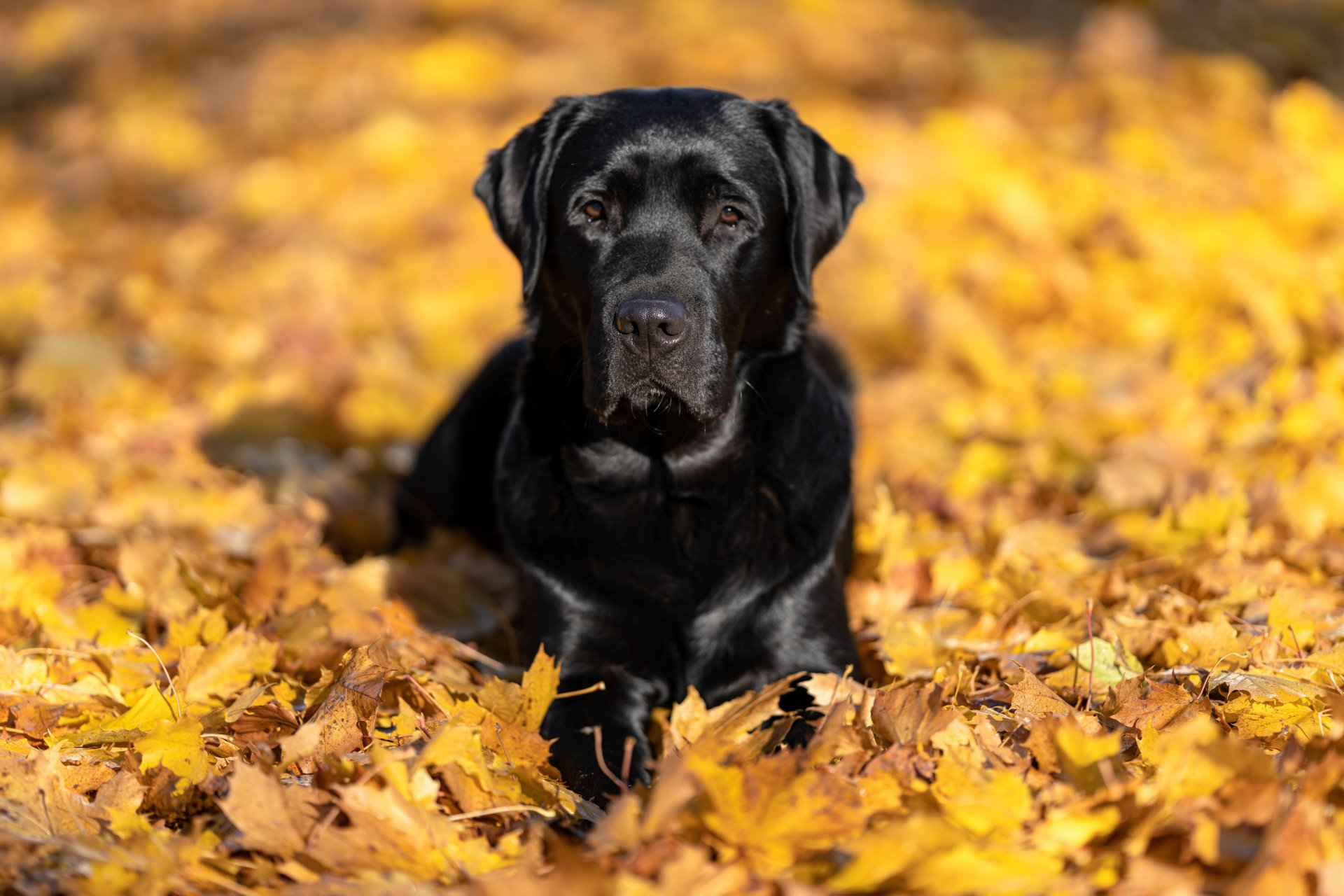 Labrador Retriever Hd Hd Animals 4k Wallpapers Images