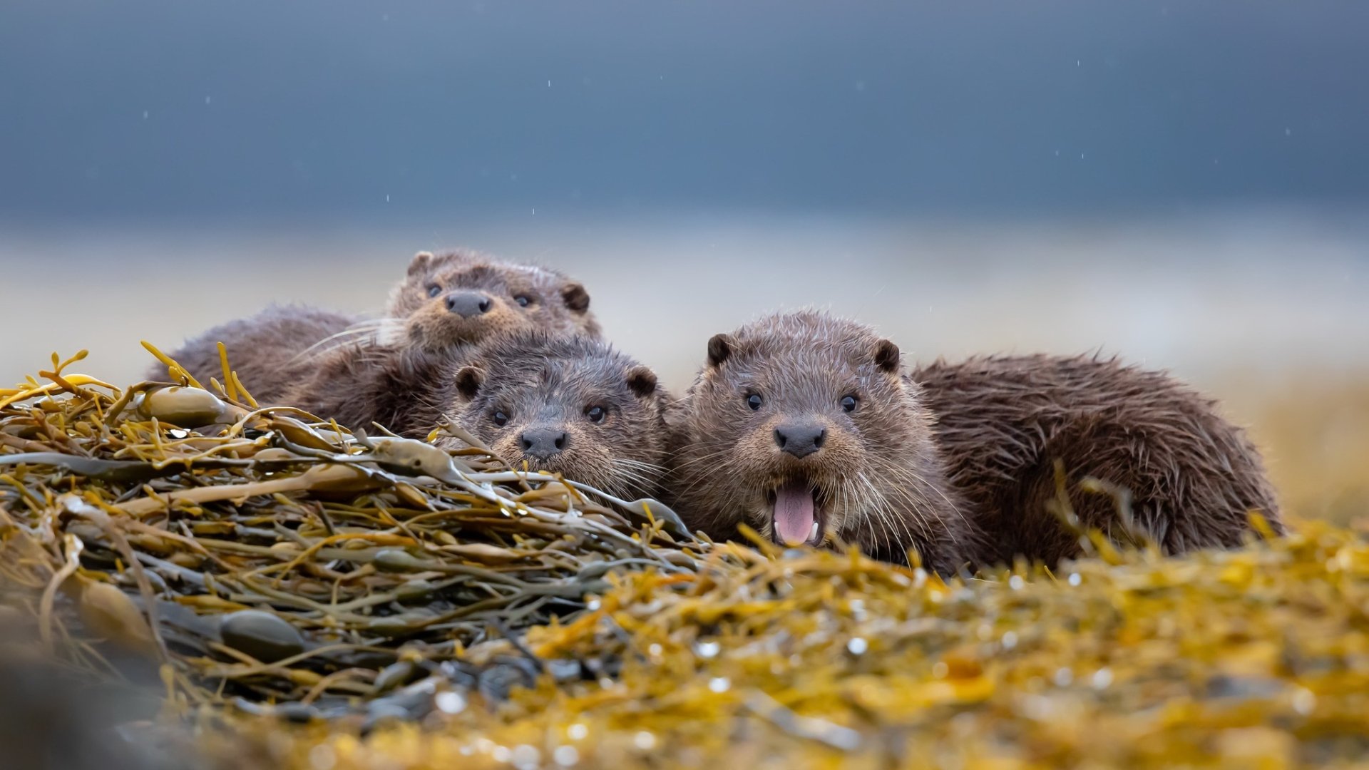 Download Animal Otter HD Wallpaper