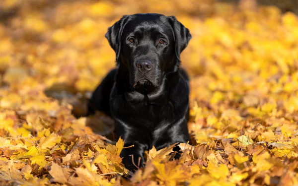 [60+] Labrador Retriever 4k Wallpapers