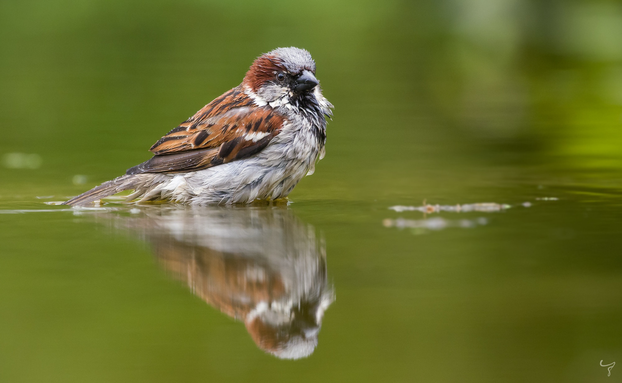 Download Animal Sparrow HD Wallpaper by Jan Jongejan