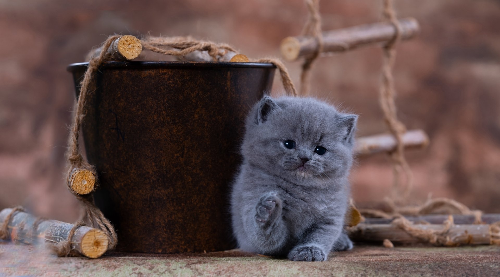 [30+] Cat 8k Wallpapers