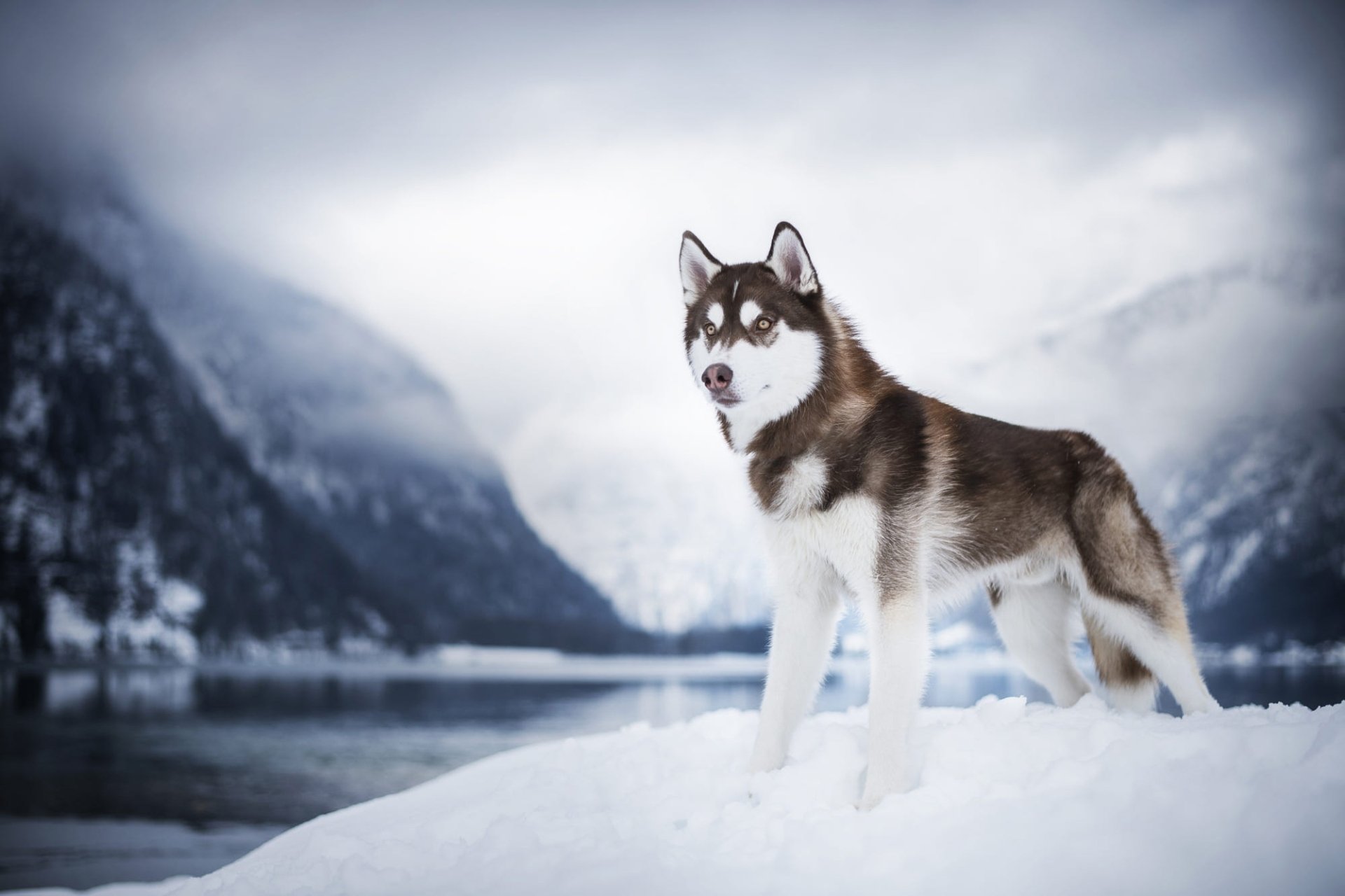 Download Winter Animal Husky HD Wallpaper