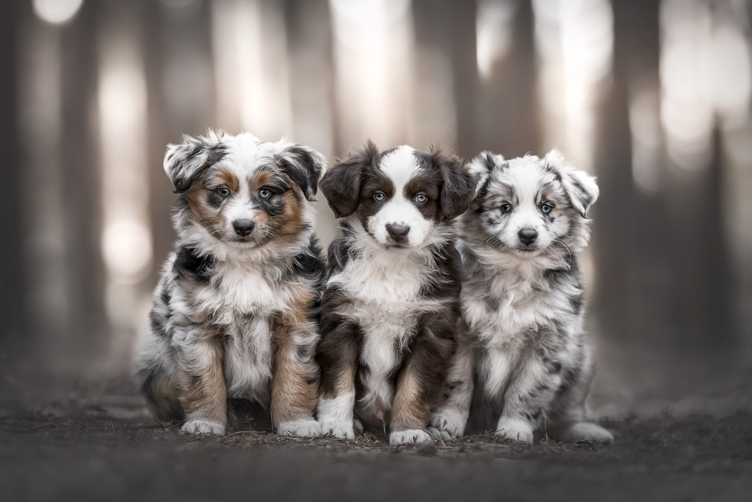 Download Baby Animal Puppy Animal Australian Shepherd HD Wallpaper