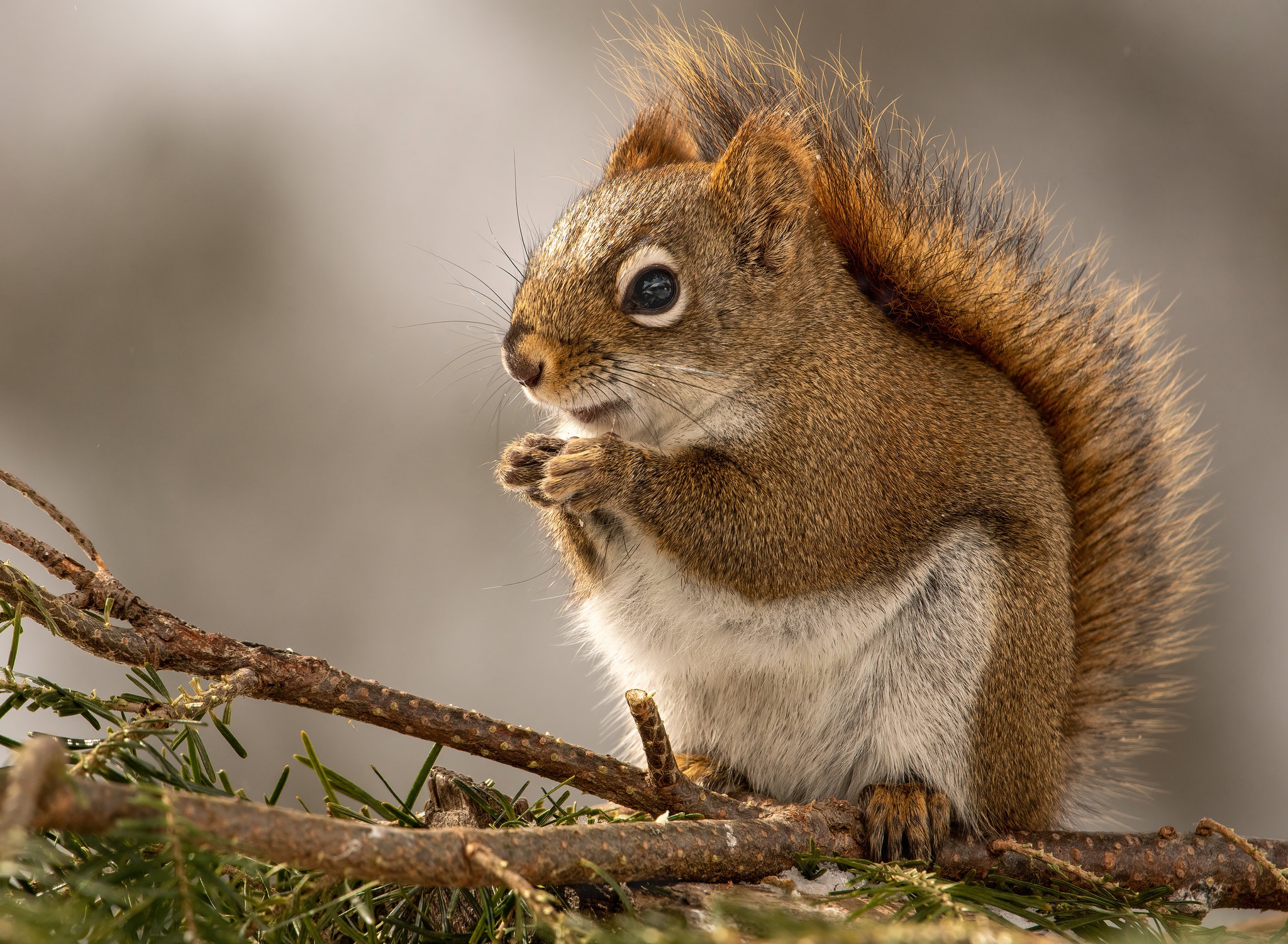 Squirrel HD Wallpaper