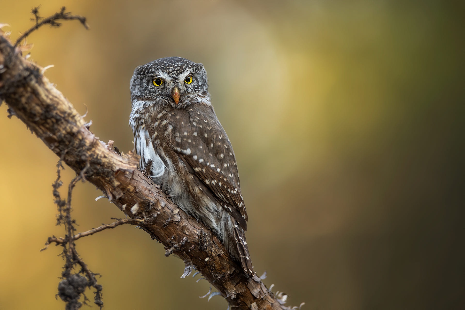 Download Animal Owl HD Wallpaper