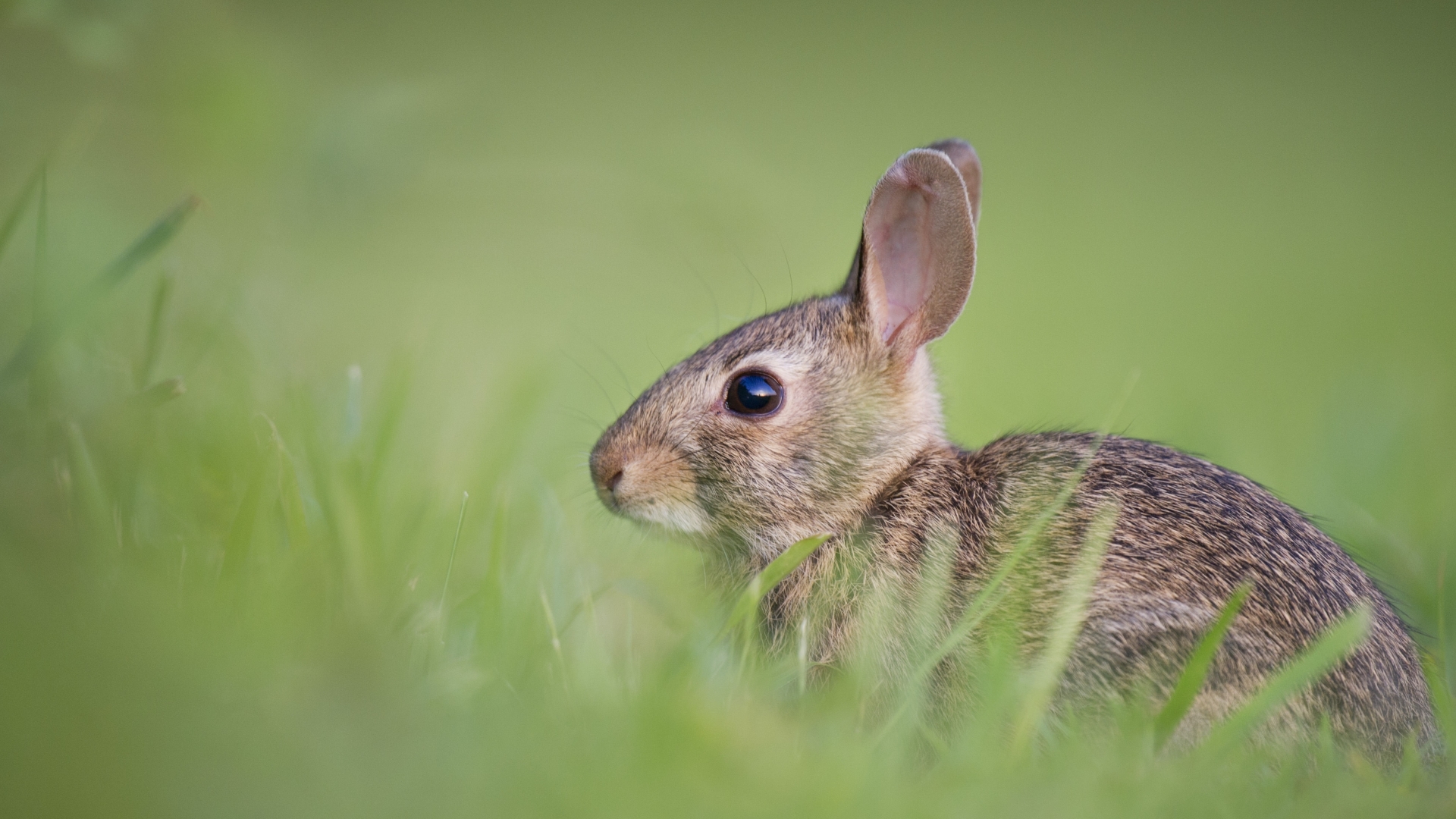 Download Animal Rabbit HD Wallpaper
