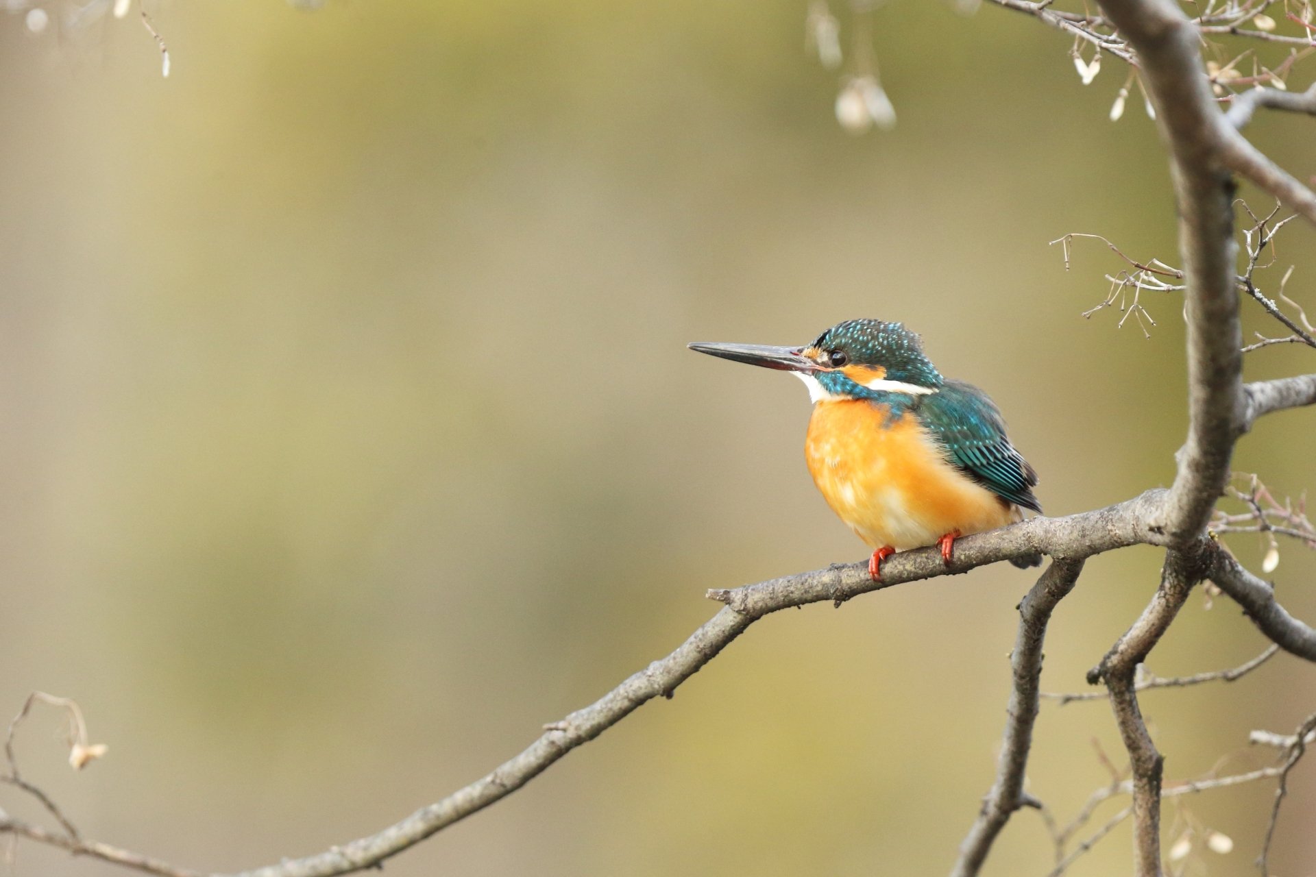 Download Animal Kingfisher 4k Ultra HD Wallpaper