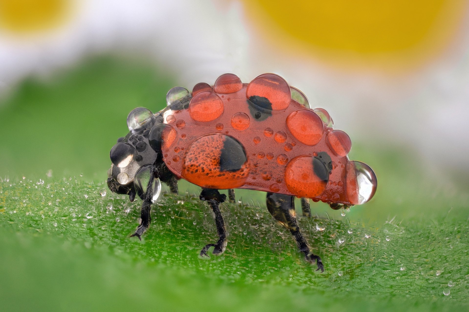 Download Macro Water Drop Animal Ladybug HD Wallpaper