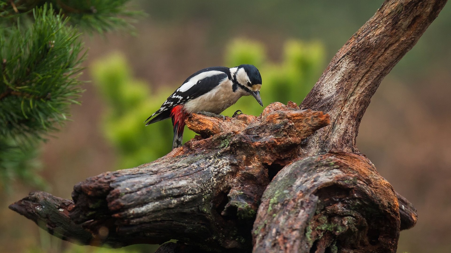 Download Animal Woodpecker HD Wallpaper