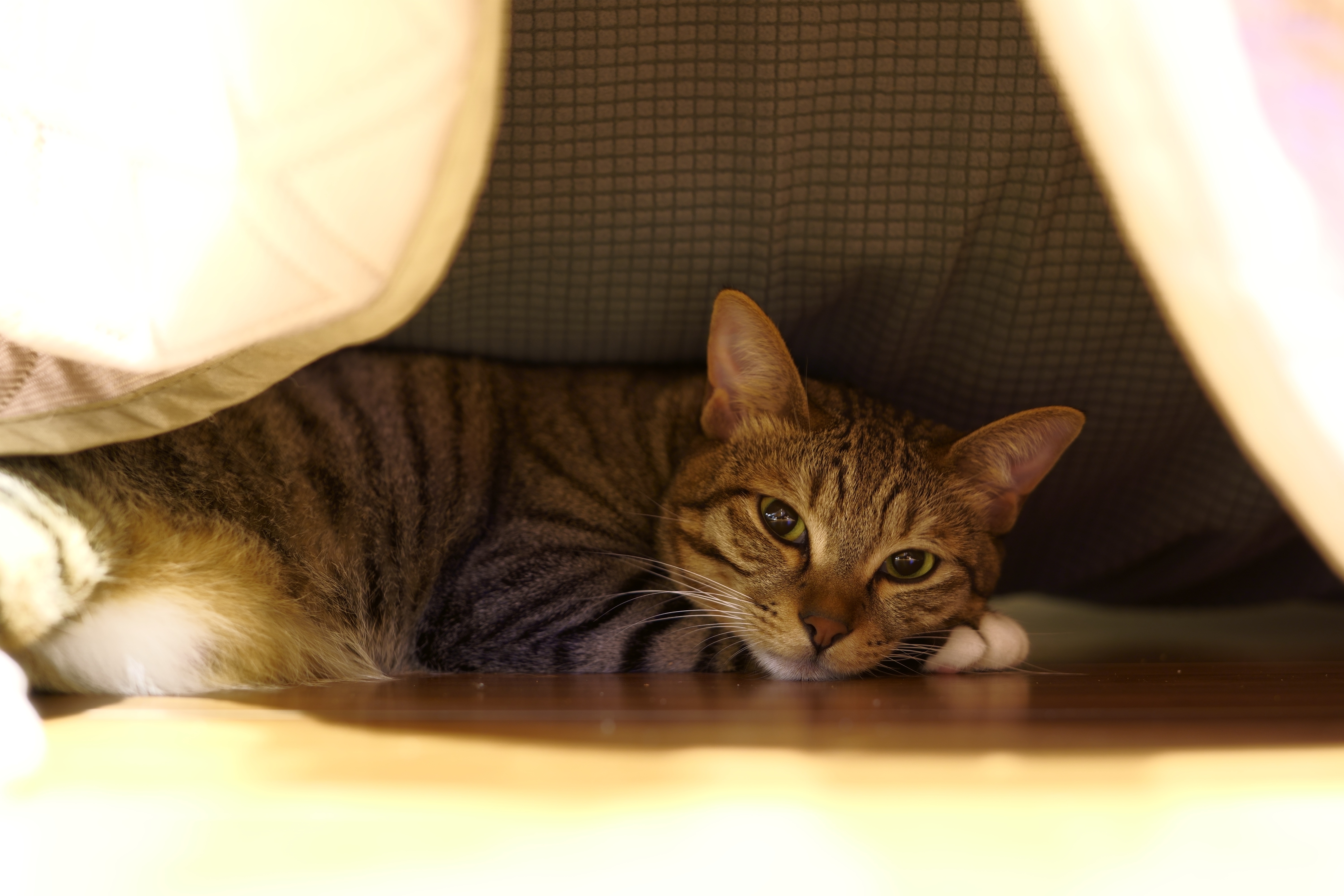 Cat 4k Ultra HD Wallpaper | Background Image | 6000x4000