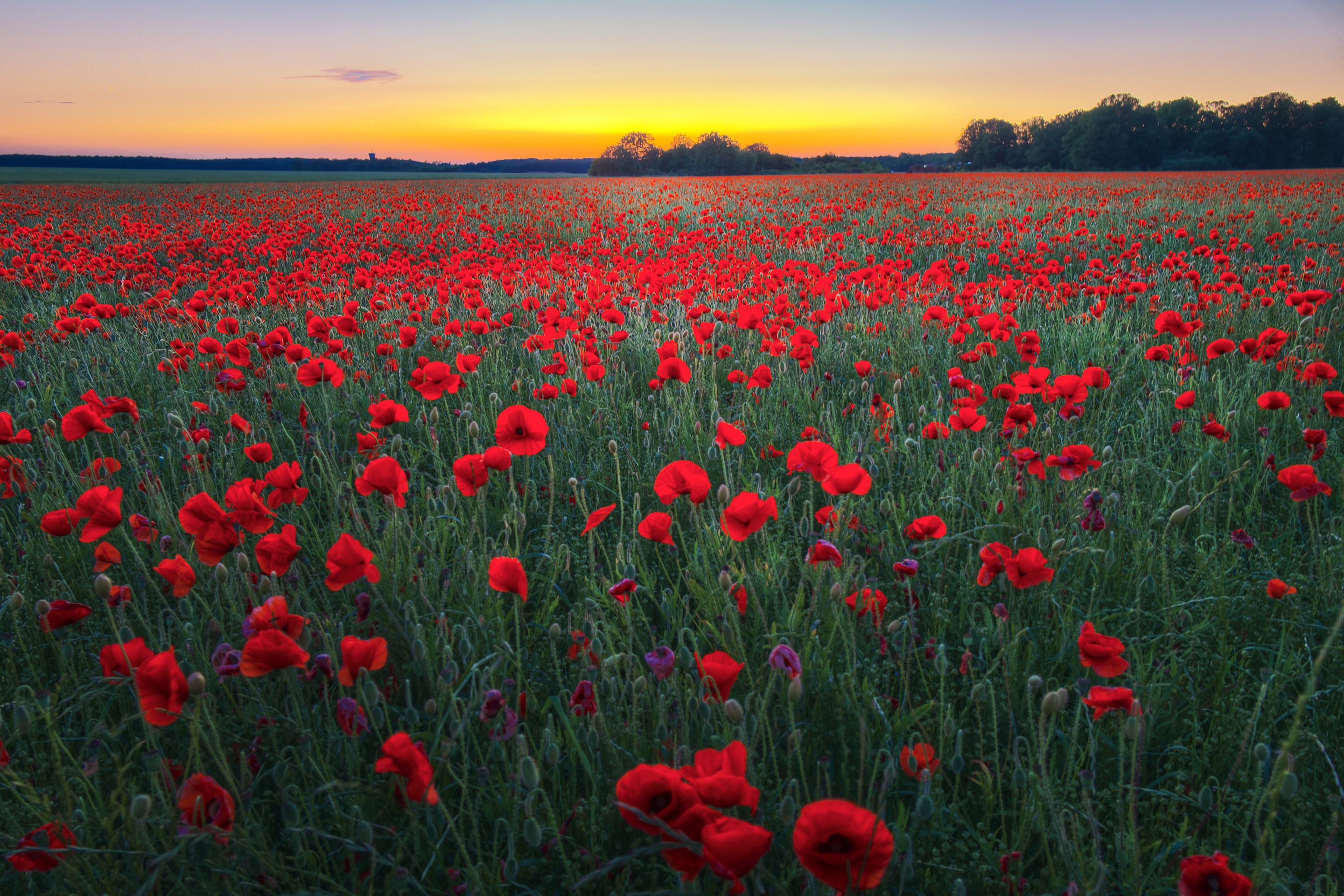 Download Red Flower Nature Poppy HD Wallpaper