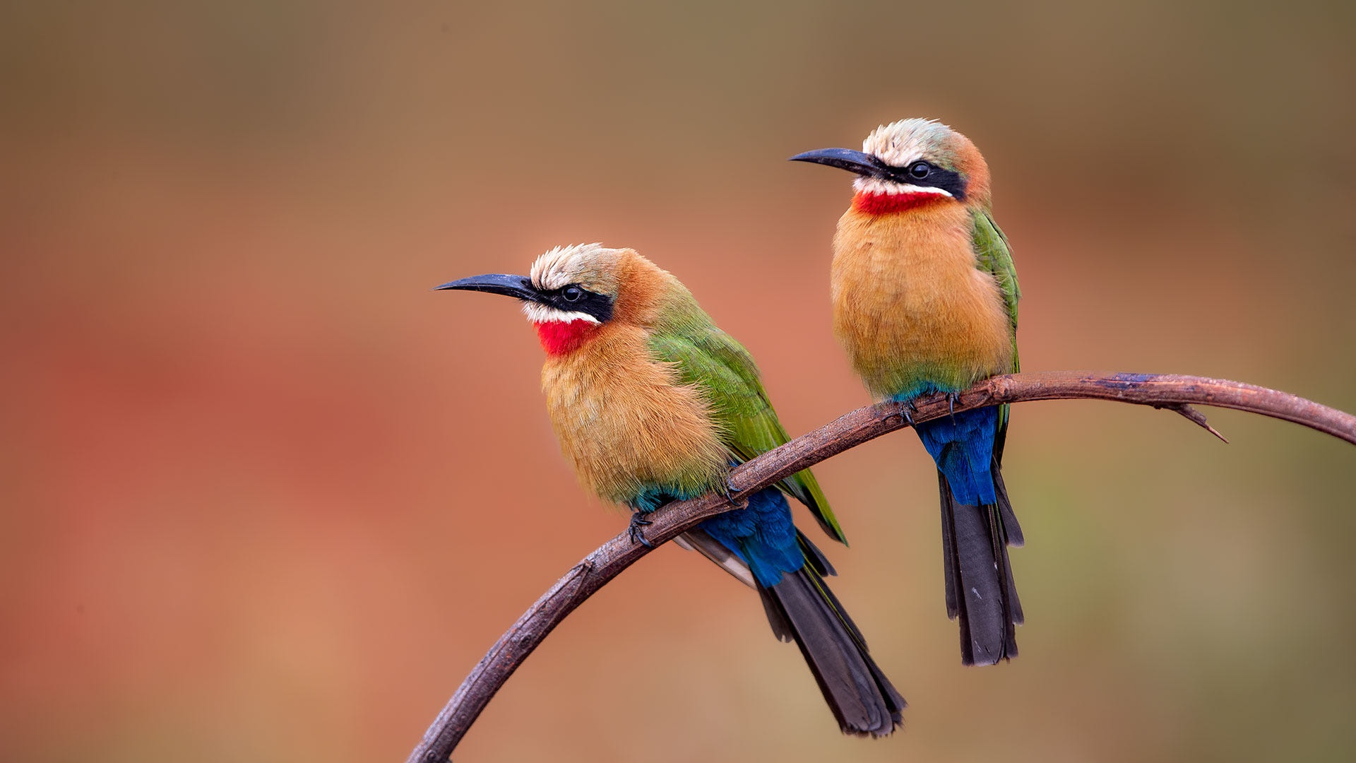 Download White-fronted Bee-eater Animal Bee-eater HD Wallpaper