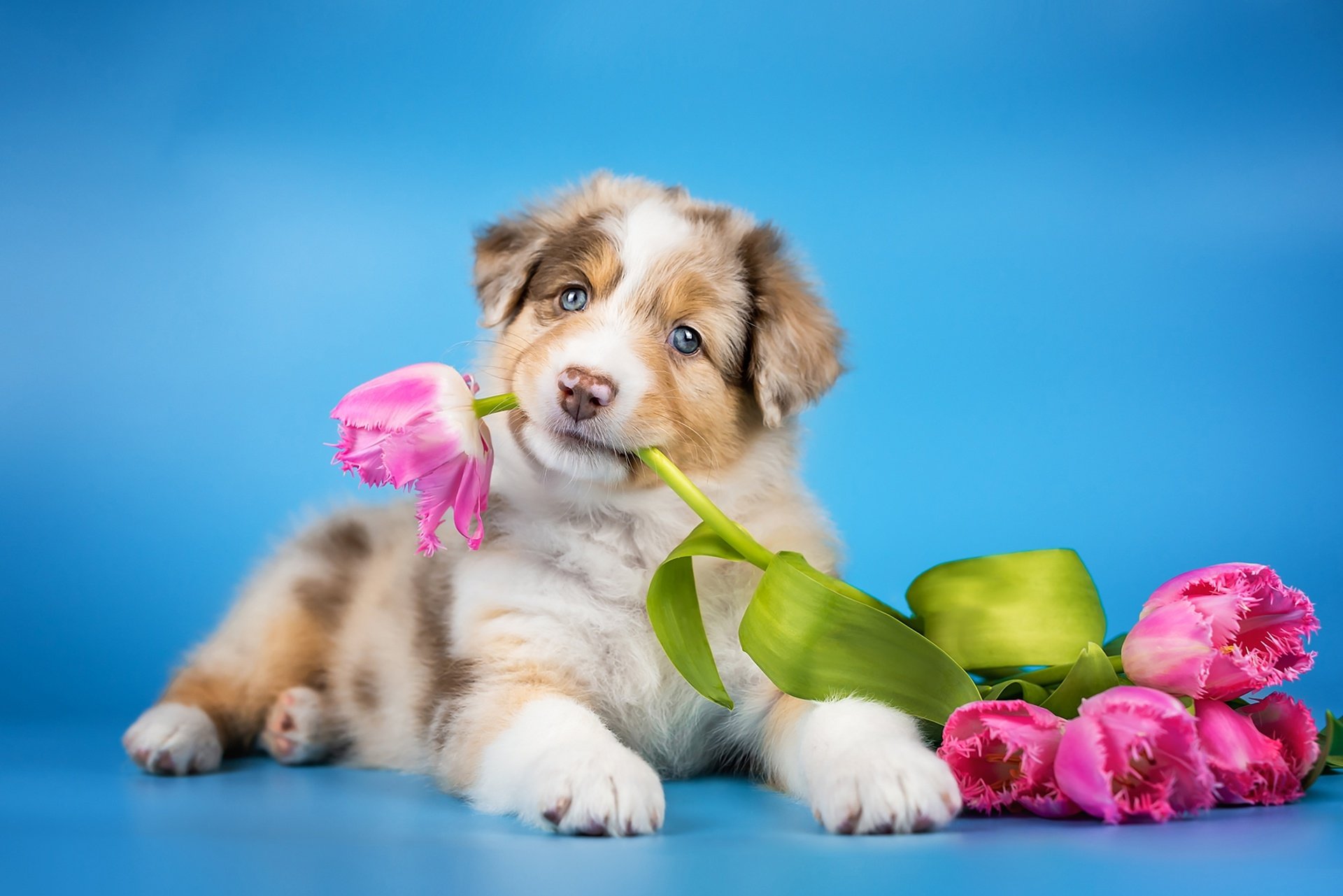 Download Puppy Animal Australian Shepherd HD Wallpaper