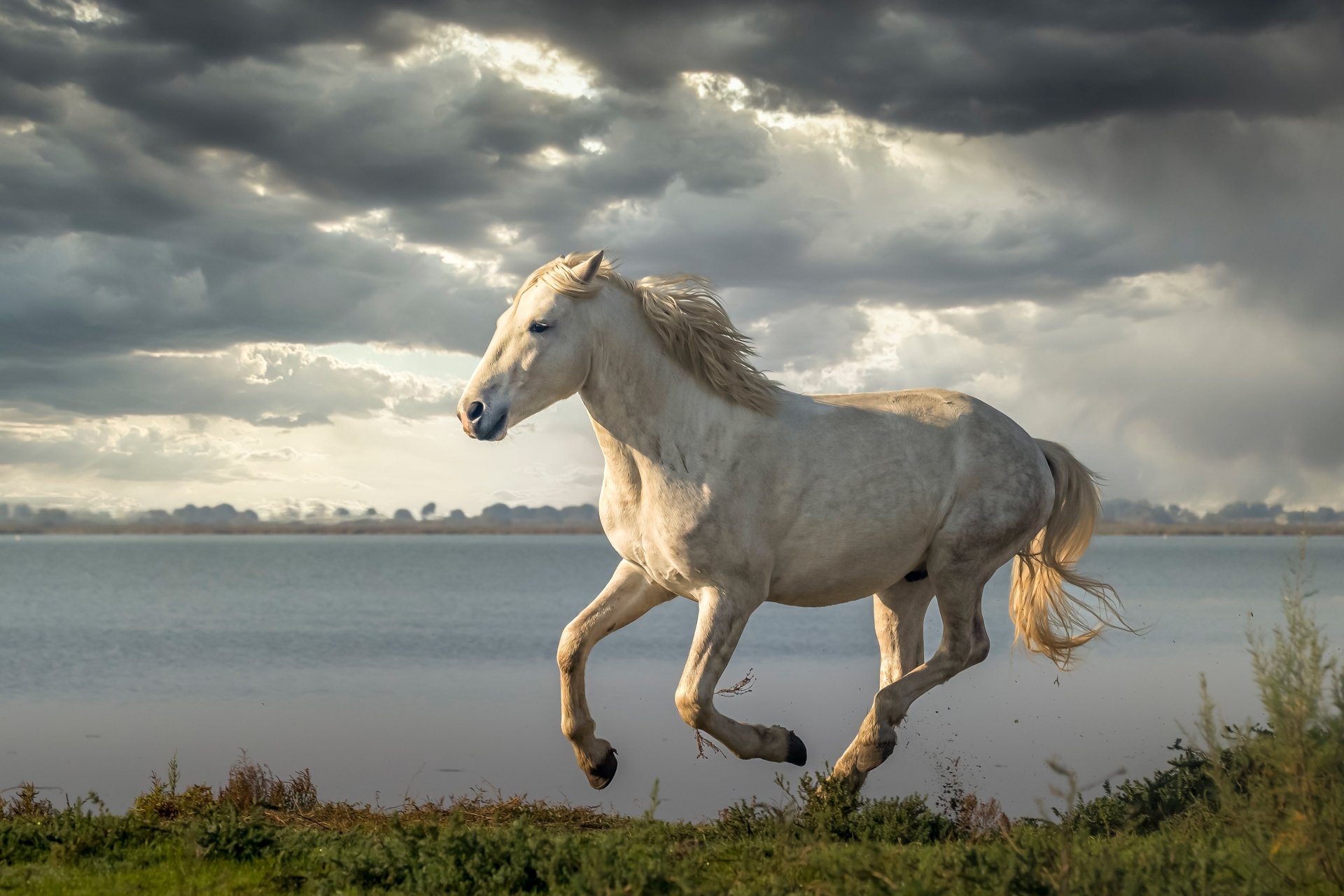 Majestic White Horse in 4K Ultra HD – Nature’s Elegance Unleashed