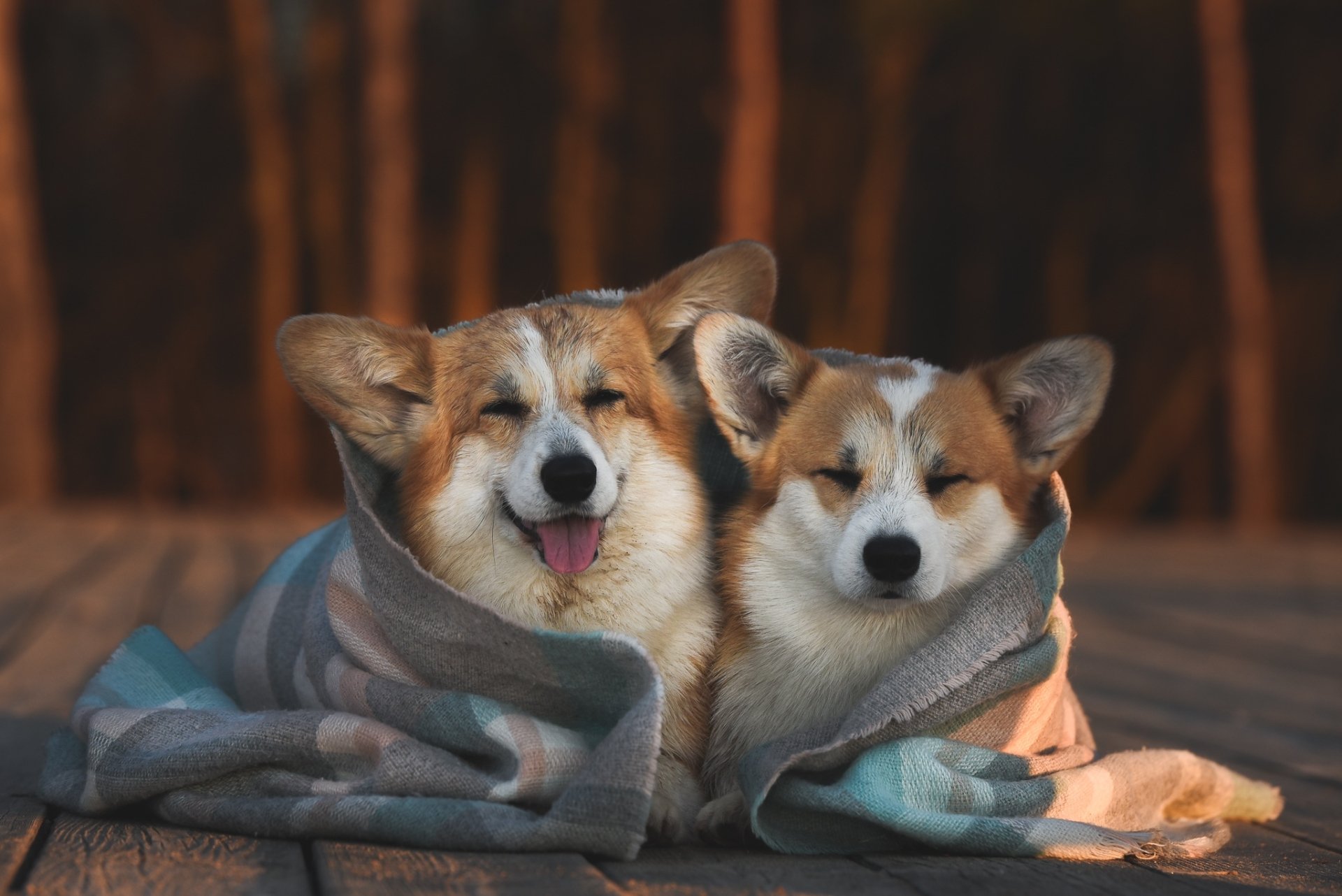 Download Animal Corgi HD Wallpaper | 2048x1367 | Wallpaper Abyss