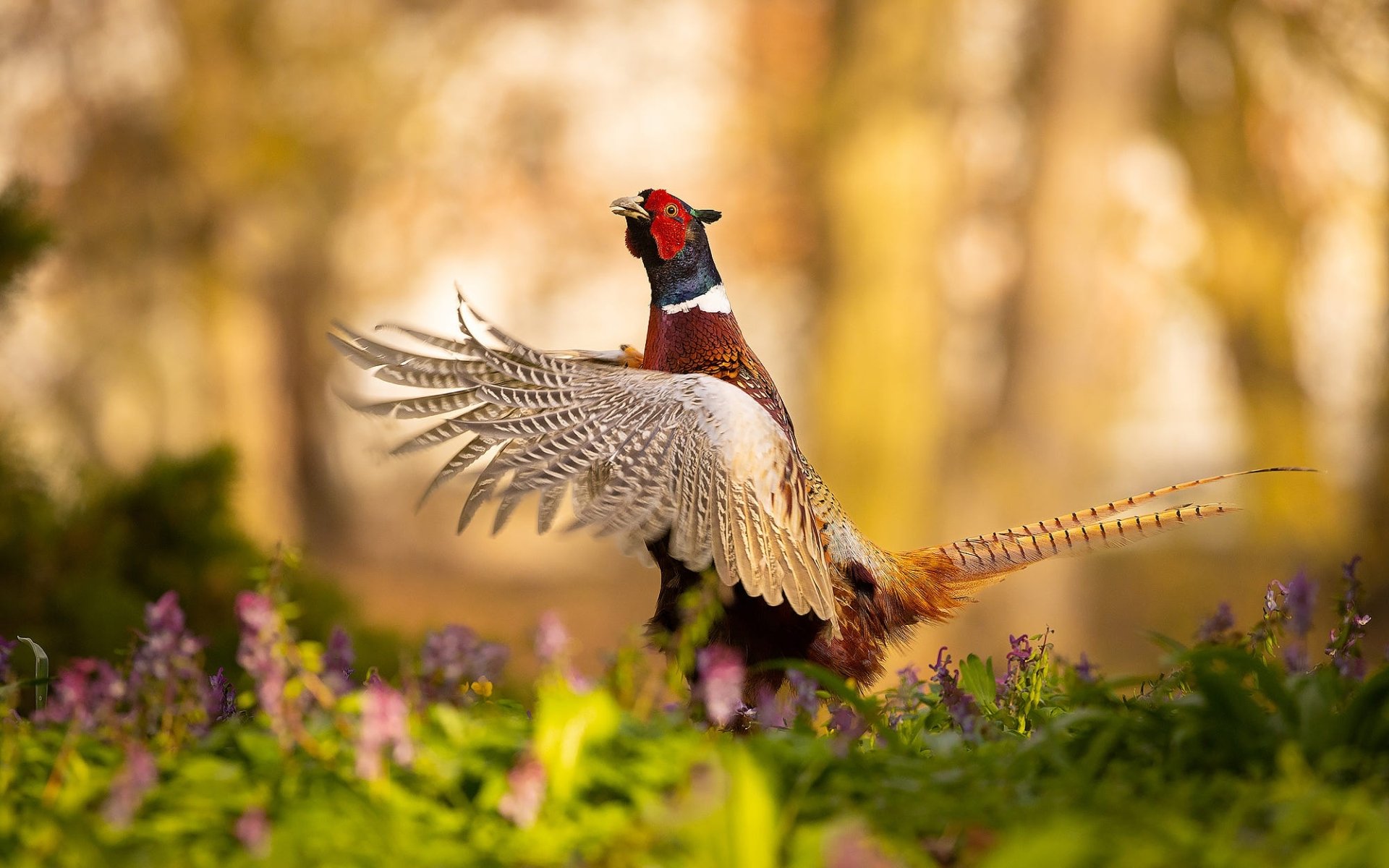 Download Animal Pheasant HD Wallpaper