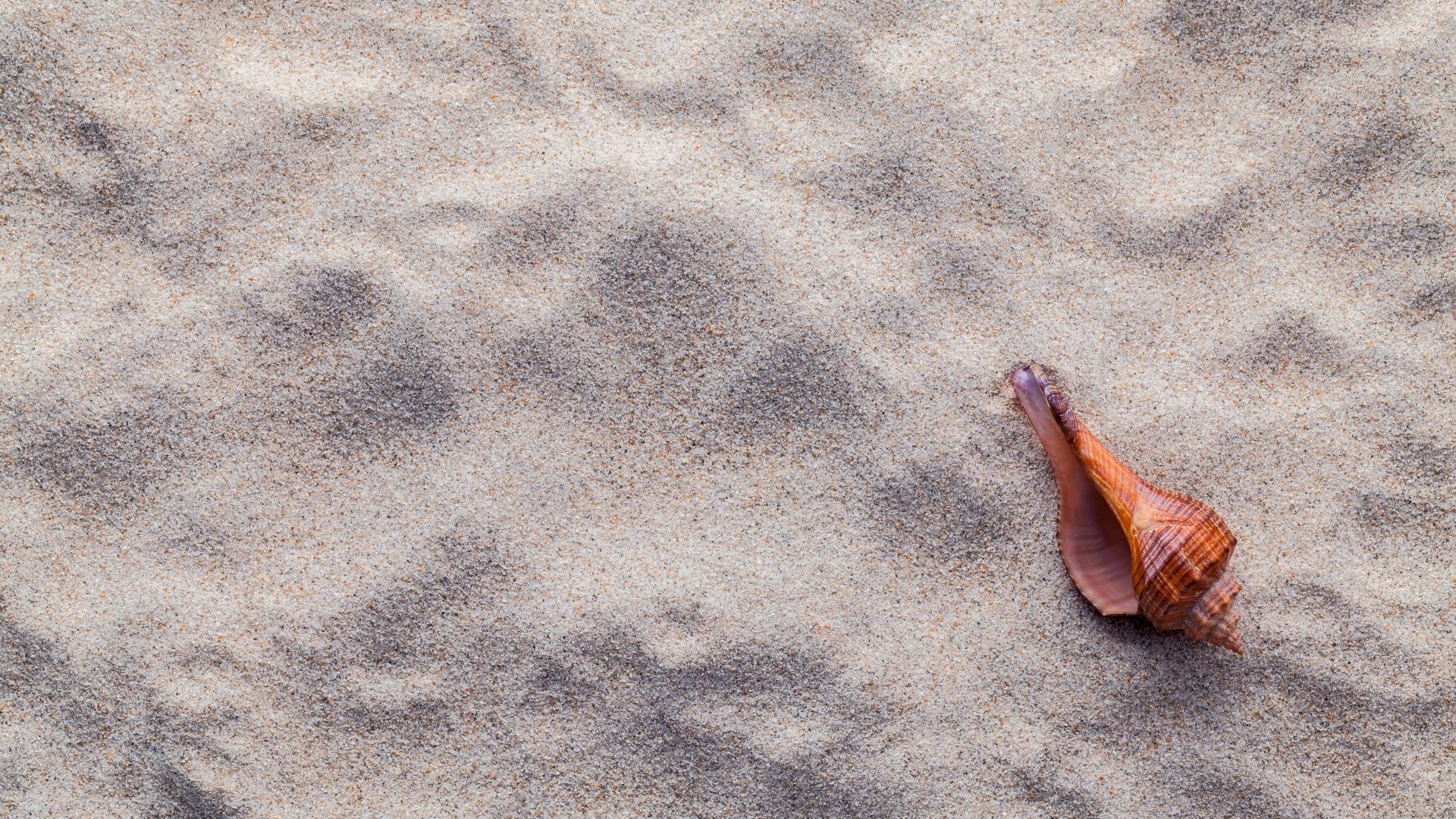 Download Sand Nature Shell 4k Ultra HD Wallpaper