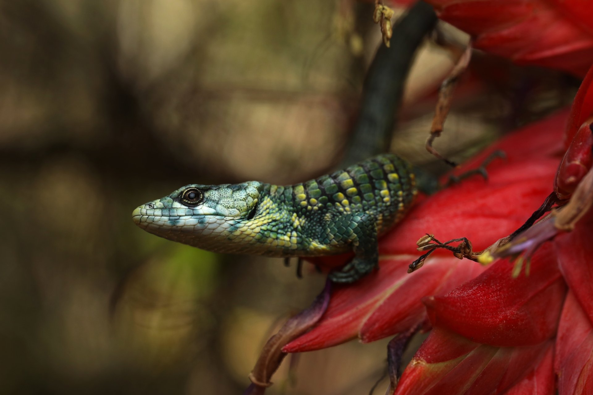 Download Animal Lizard 4k Ultra HD Wallpaper