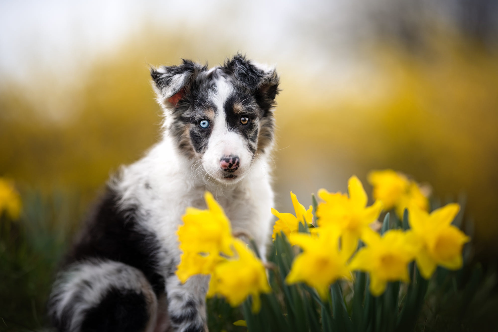 Download Puppy Animal Border Collie HD Wallpaper