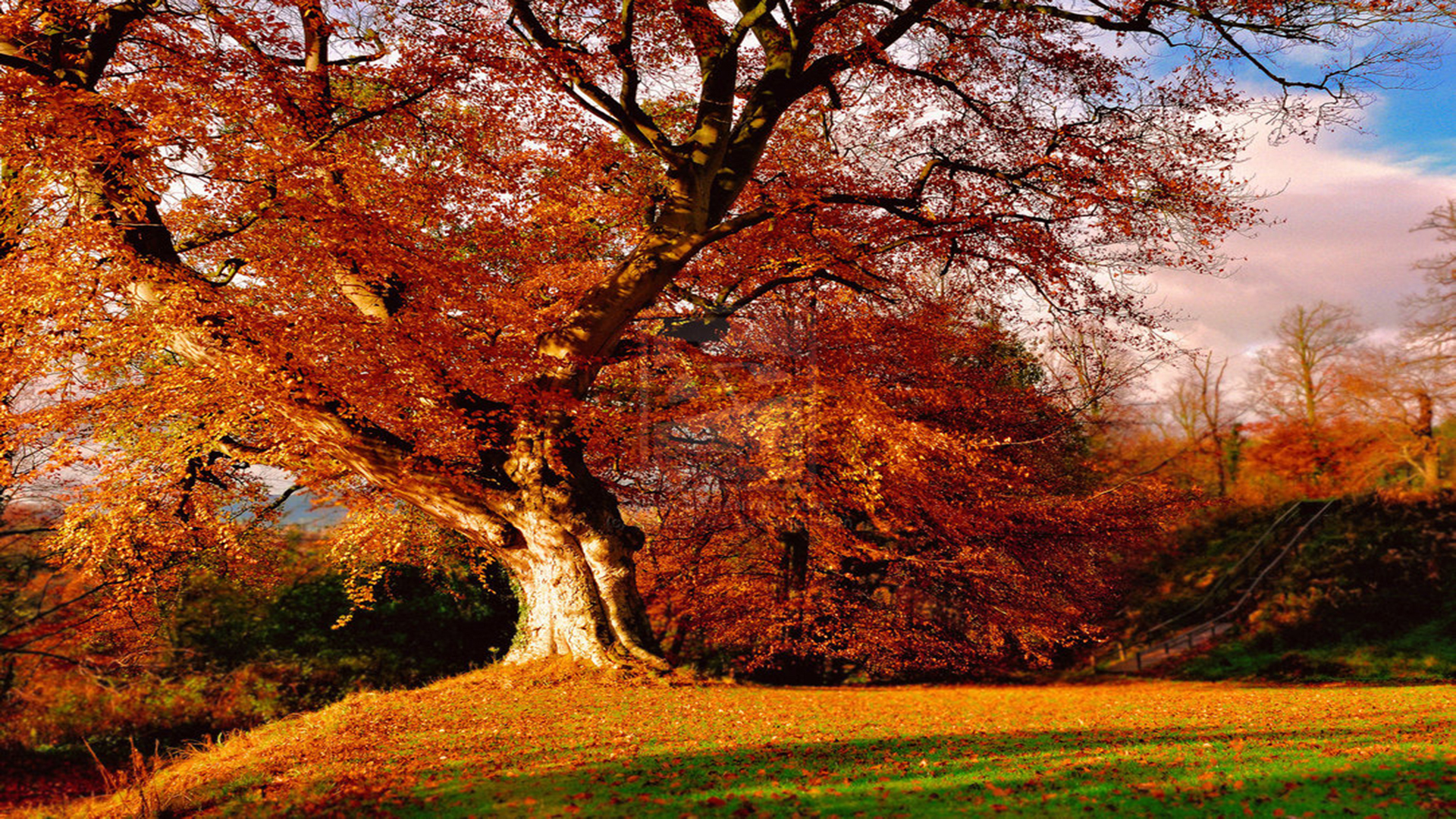 Download Nature Tree HD Wallpaper