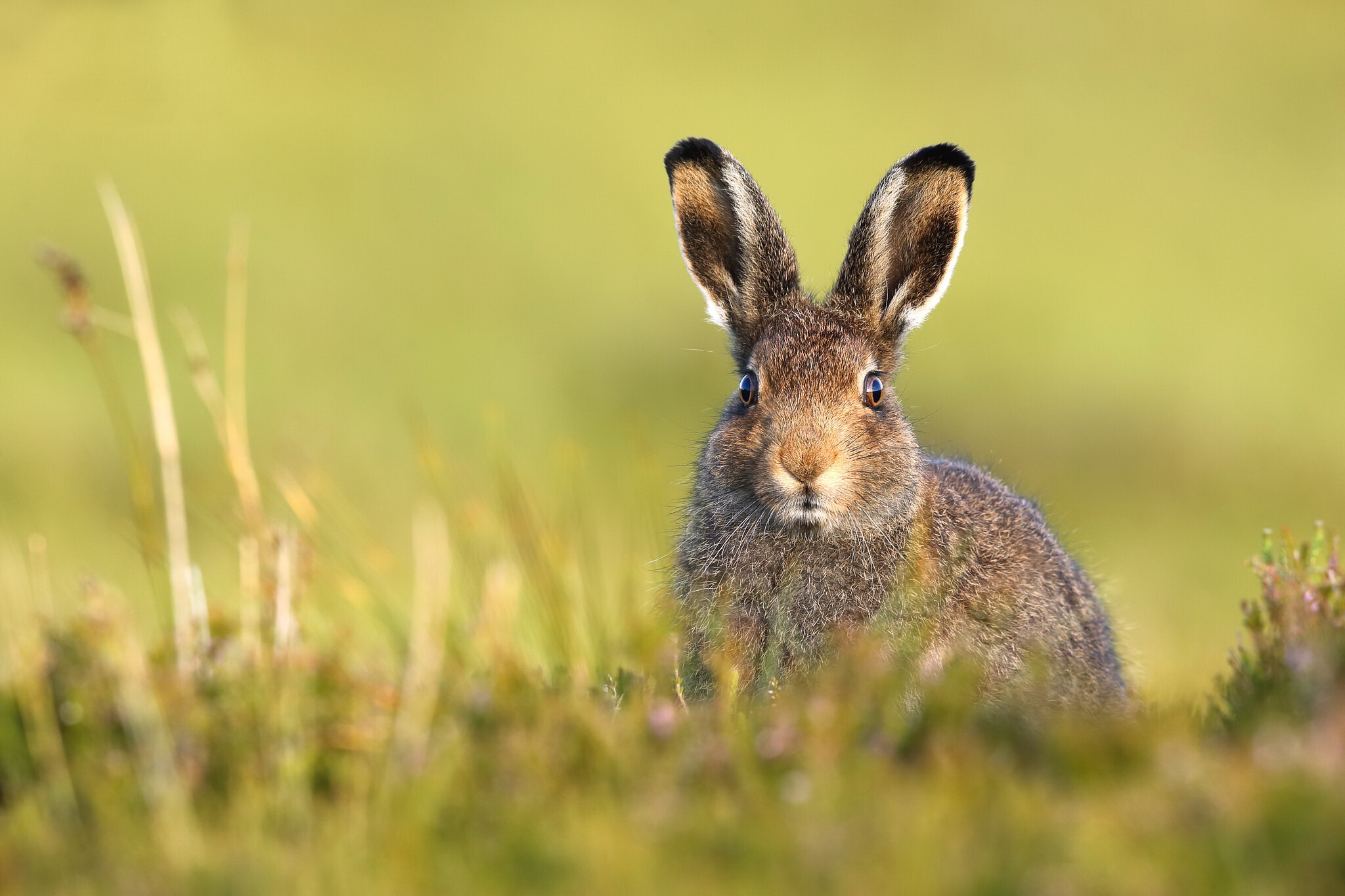 Hare HD Wallpaper