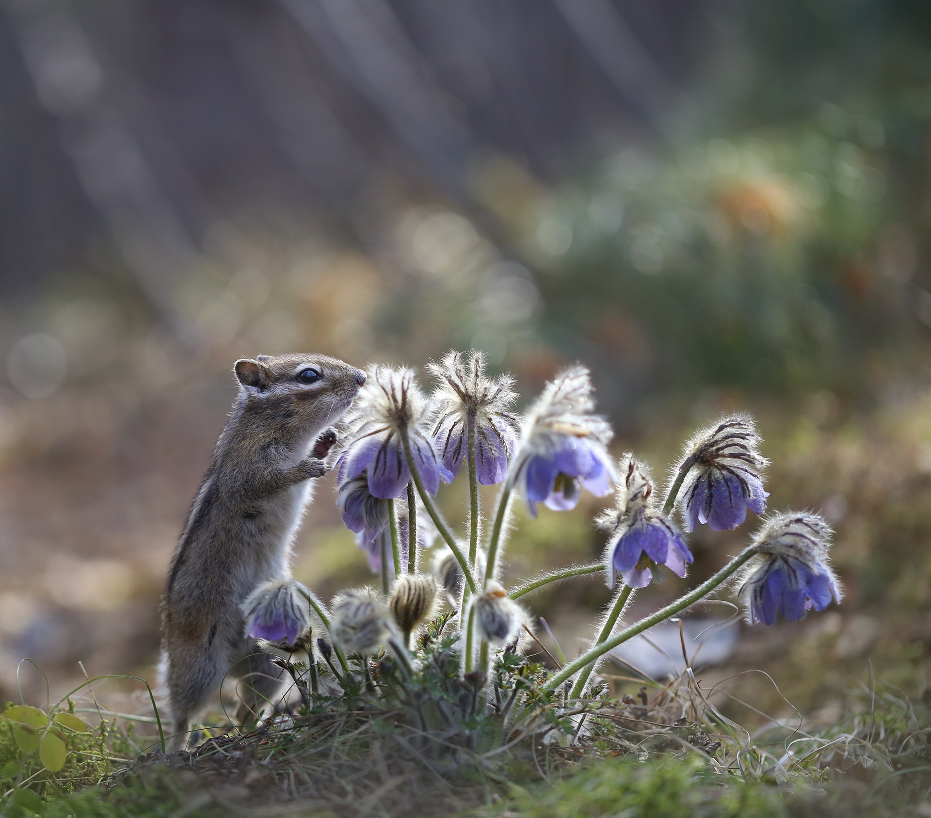 Download Animal Chipmunk HD Wallpaper by Yevgeny Levin