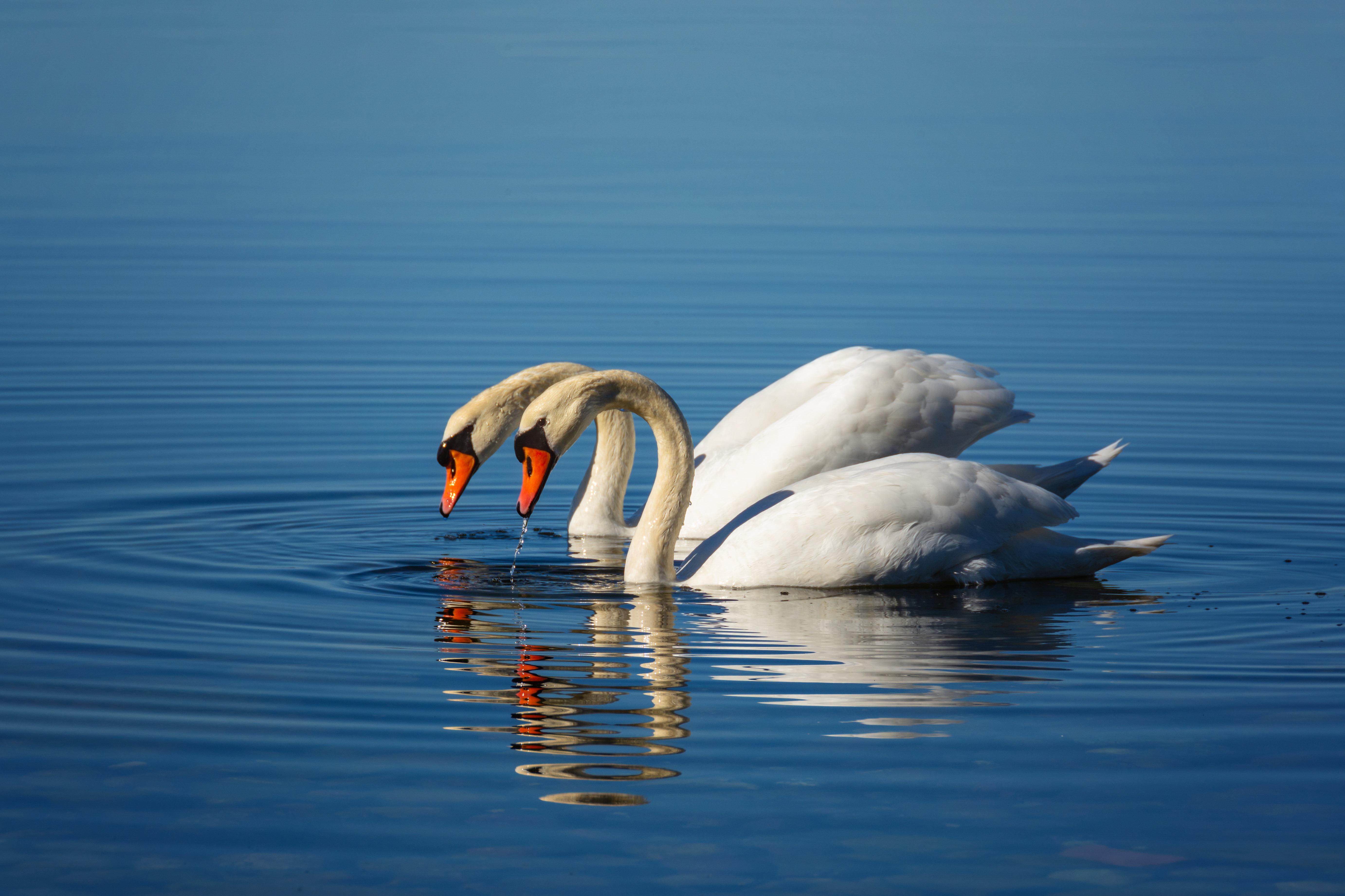 Download Mute Swan Animal Swan 4k Ultra HD Wallpaper by fotoblend