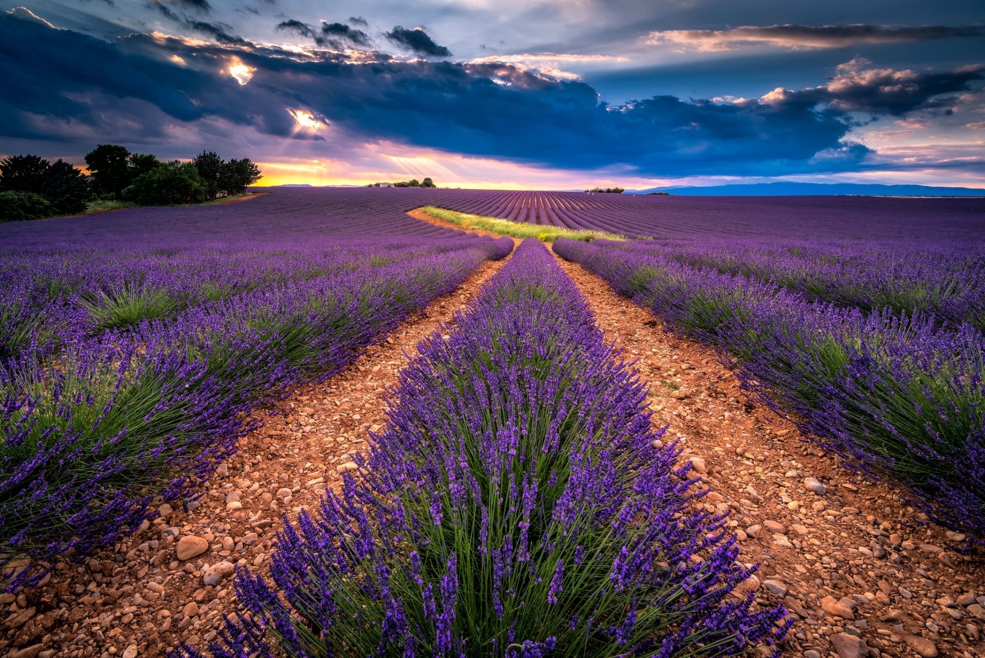 Download Field Nature Lavender HD Wallpaper | 2048x1367 | Wallpaper Abyss
