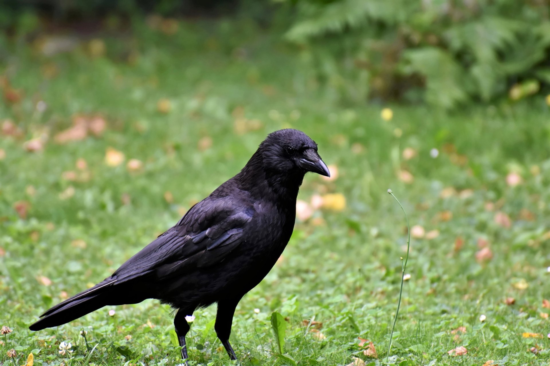 Download Animal Crow 4k Ultra HD Wallpaper by Ralphs_Fotos