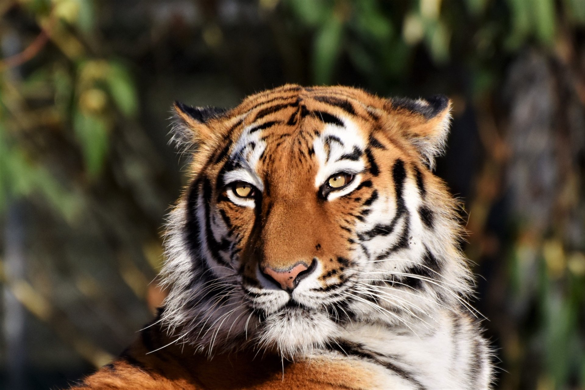 Download Animal Tiger HD Wallpaper by Ralphs_Fotos | 3146x2098 ...