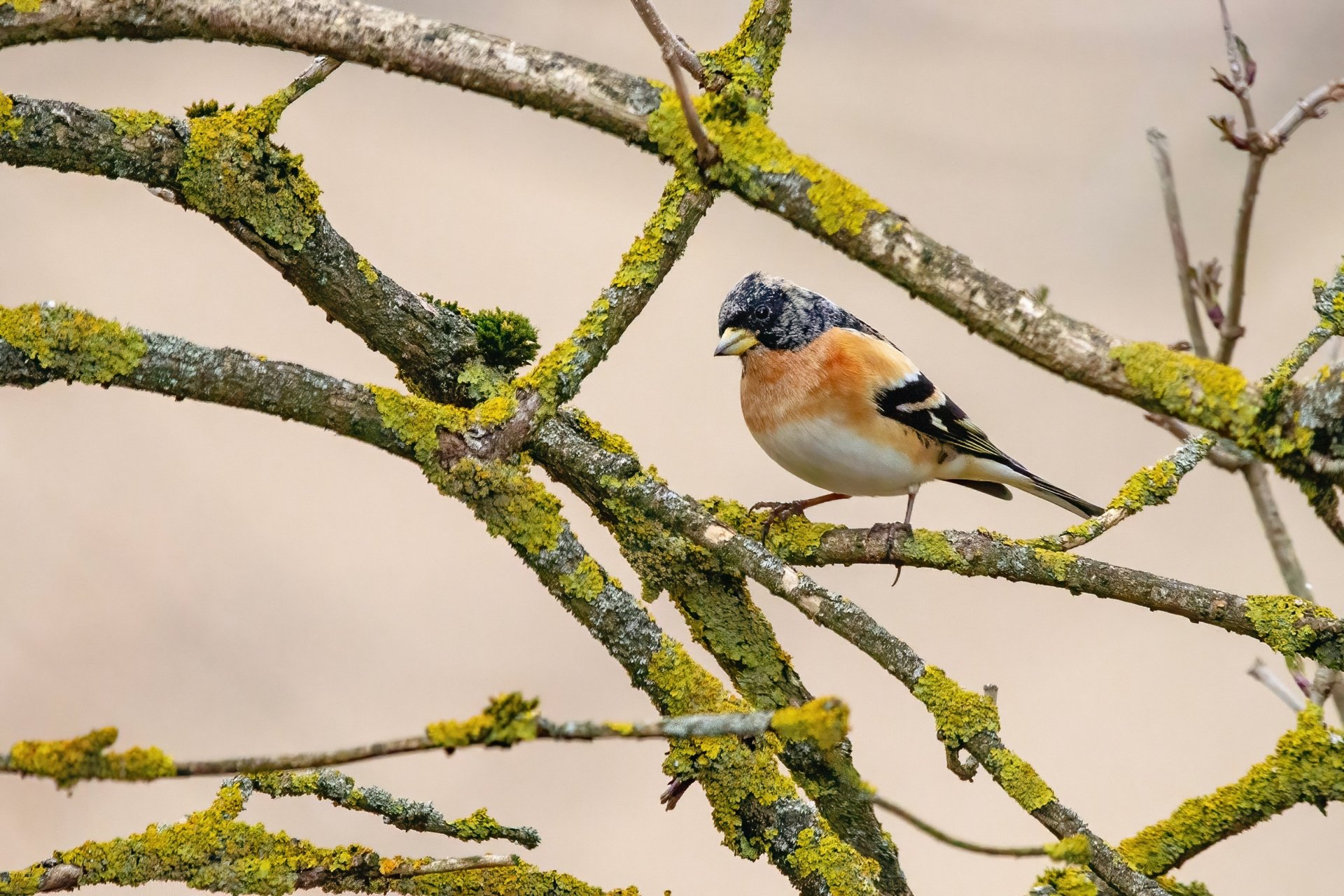 Download Brambling Animal Finch HD Wallpaper by hapr80