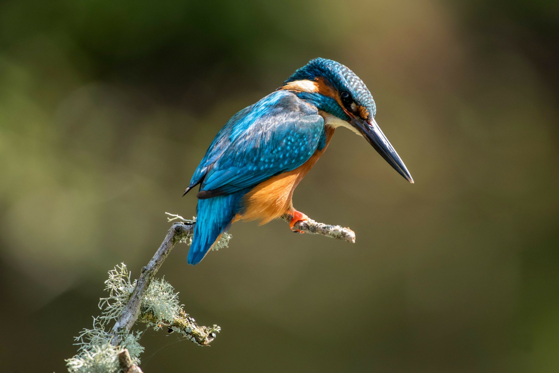 Download Animal Kingfisher 4k Ultra HD Wallpaper