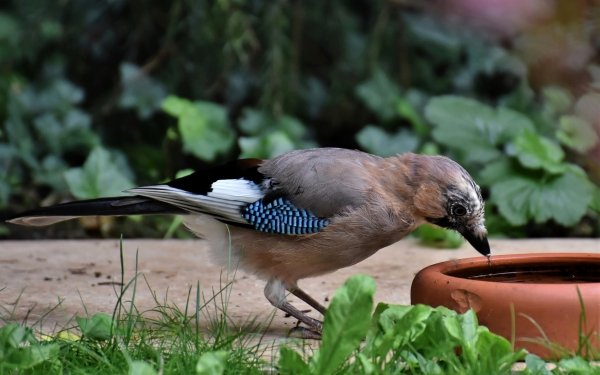 Jay - Desktop Wallpapers, Phone Wallpaper, PFP, Gifs, and More!